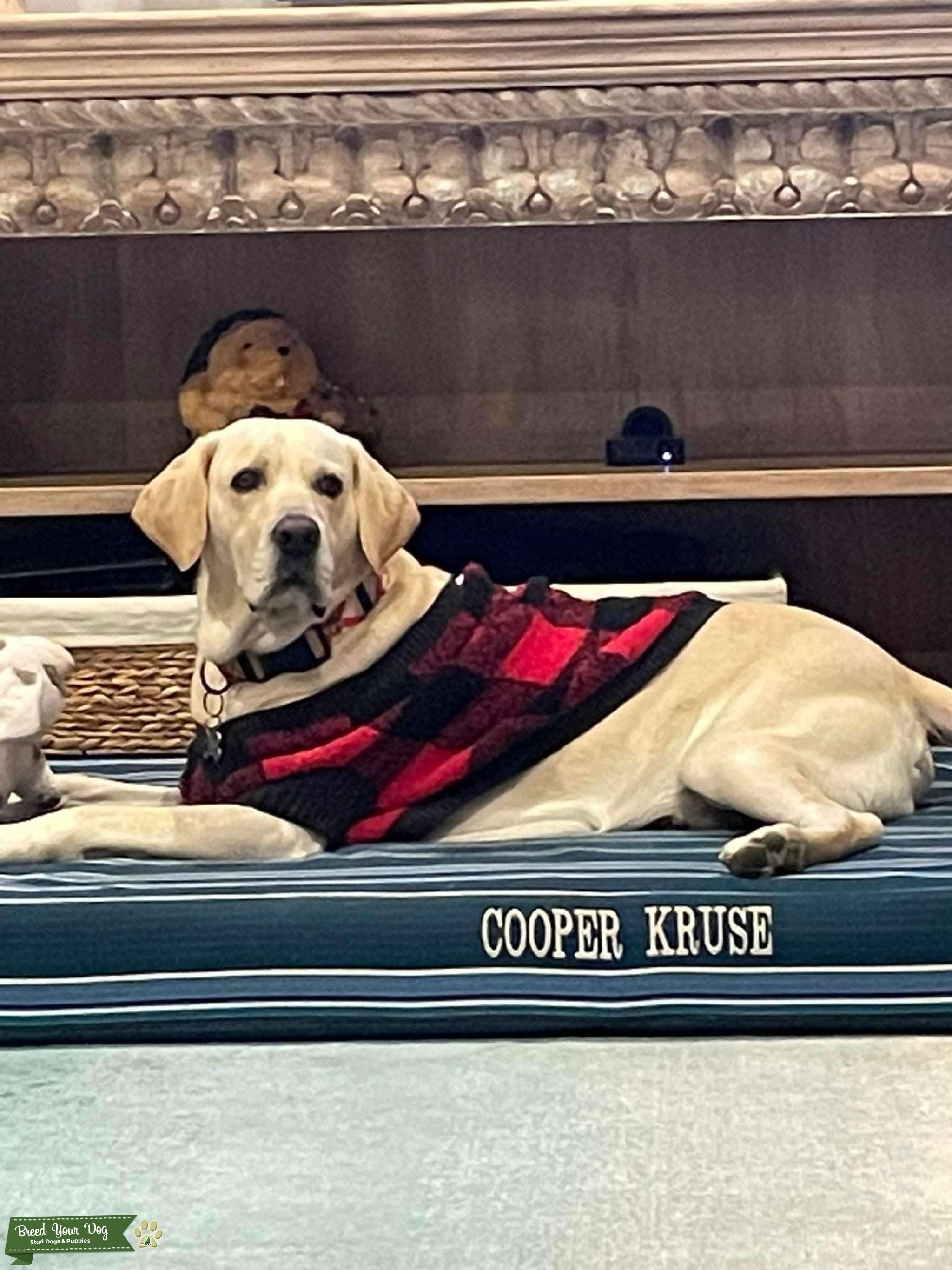 Super Stud - Stud Dog in Martin County, the United States | Breed Your Dog