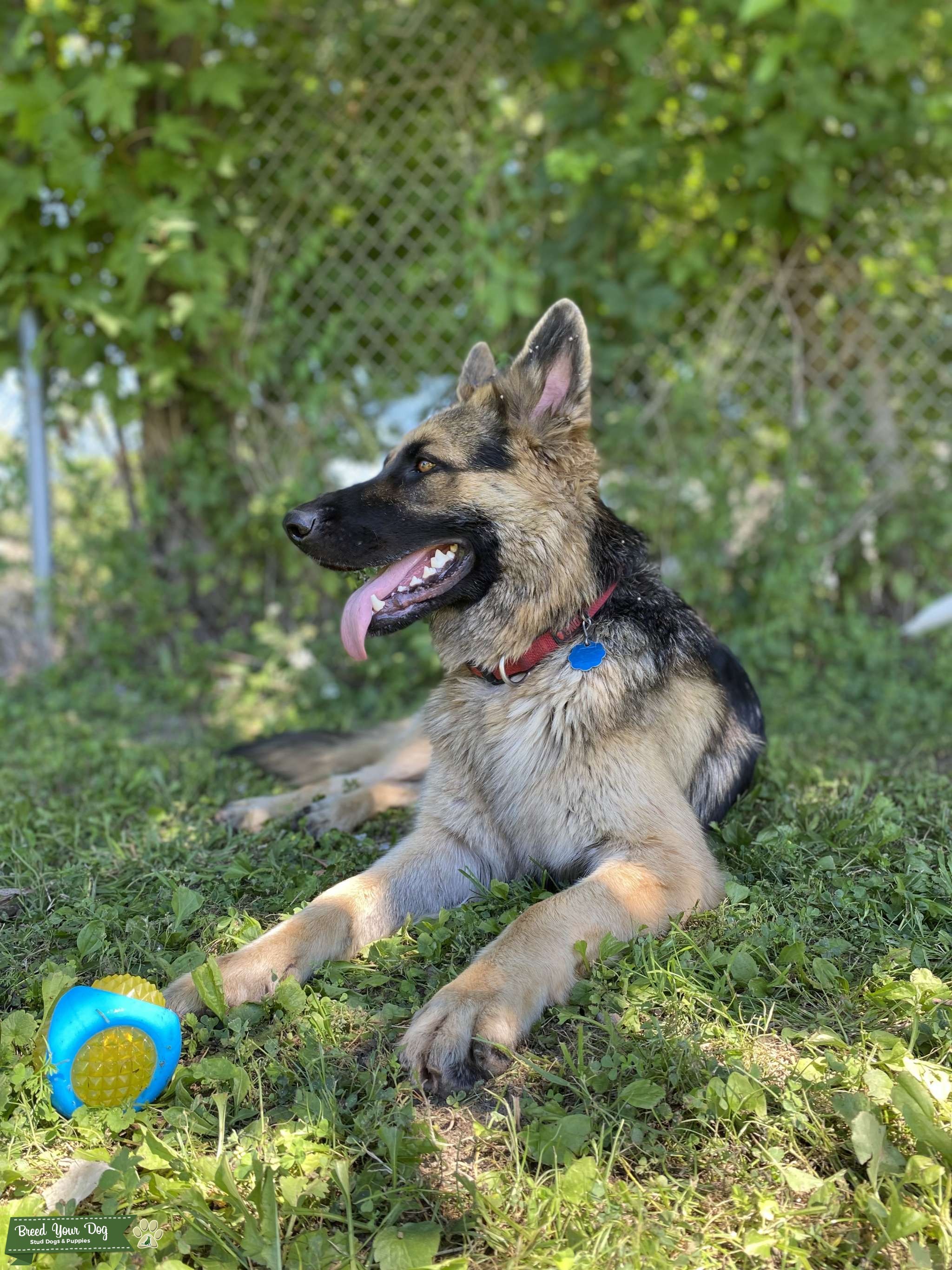 Pure Breed German Shepherd - Stud Dog in Ohio, United States | Breed ...
