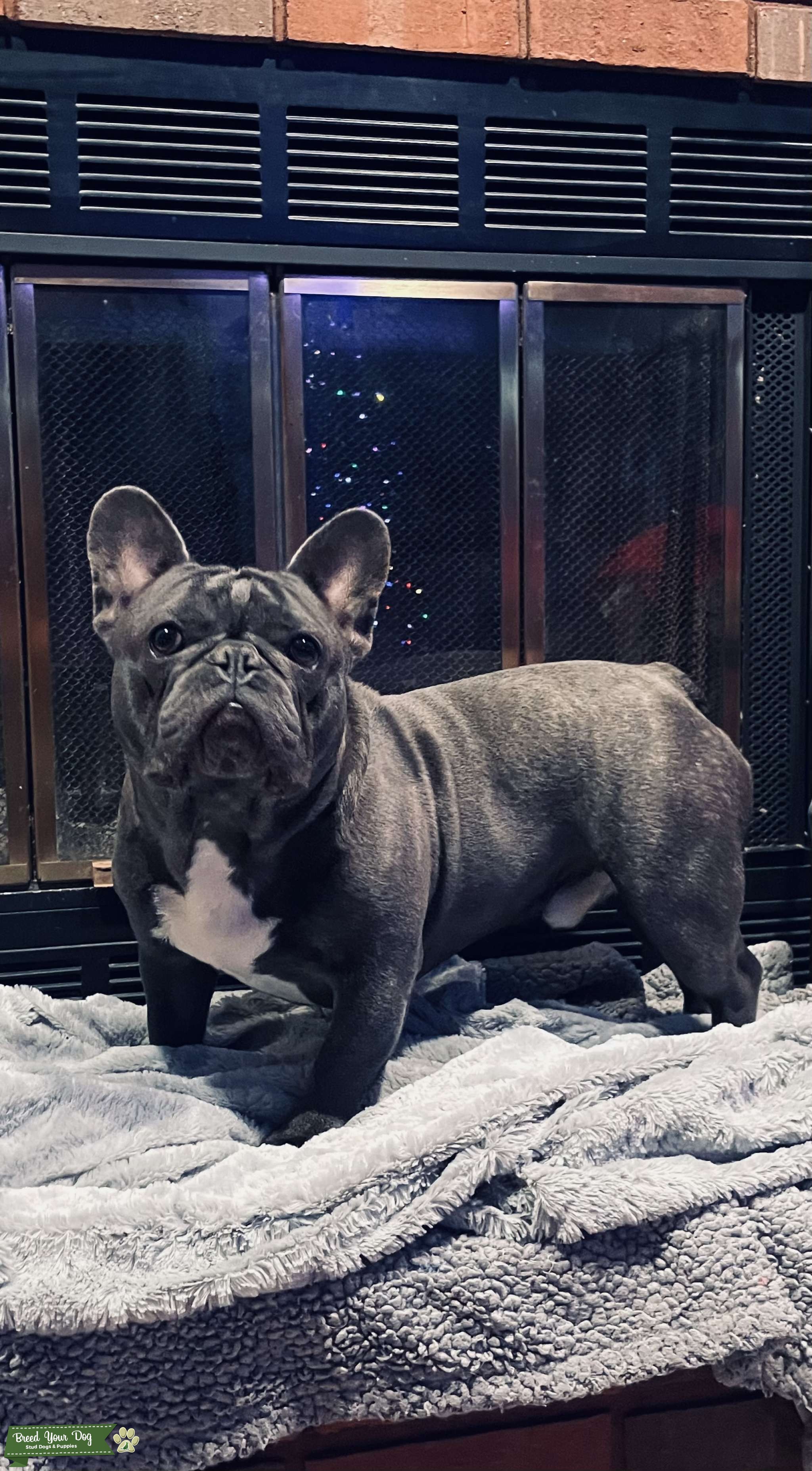 Blue Brindle Ay/at N/co S/sp AKC Stud - Stud Dog in Illinois, the ...