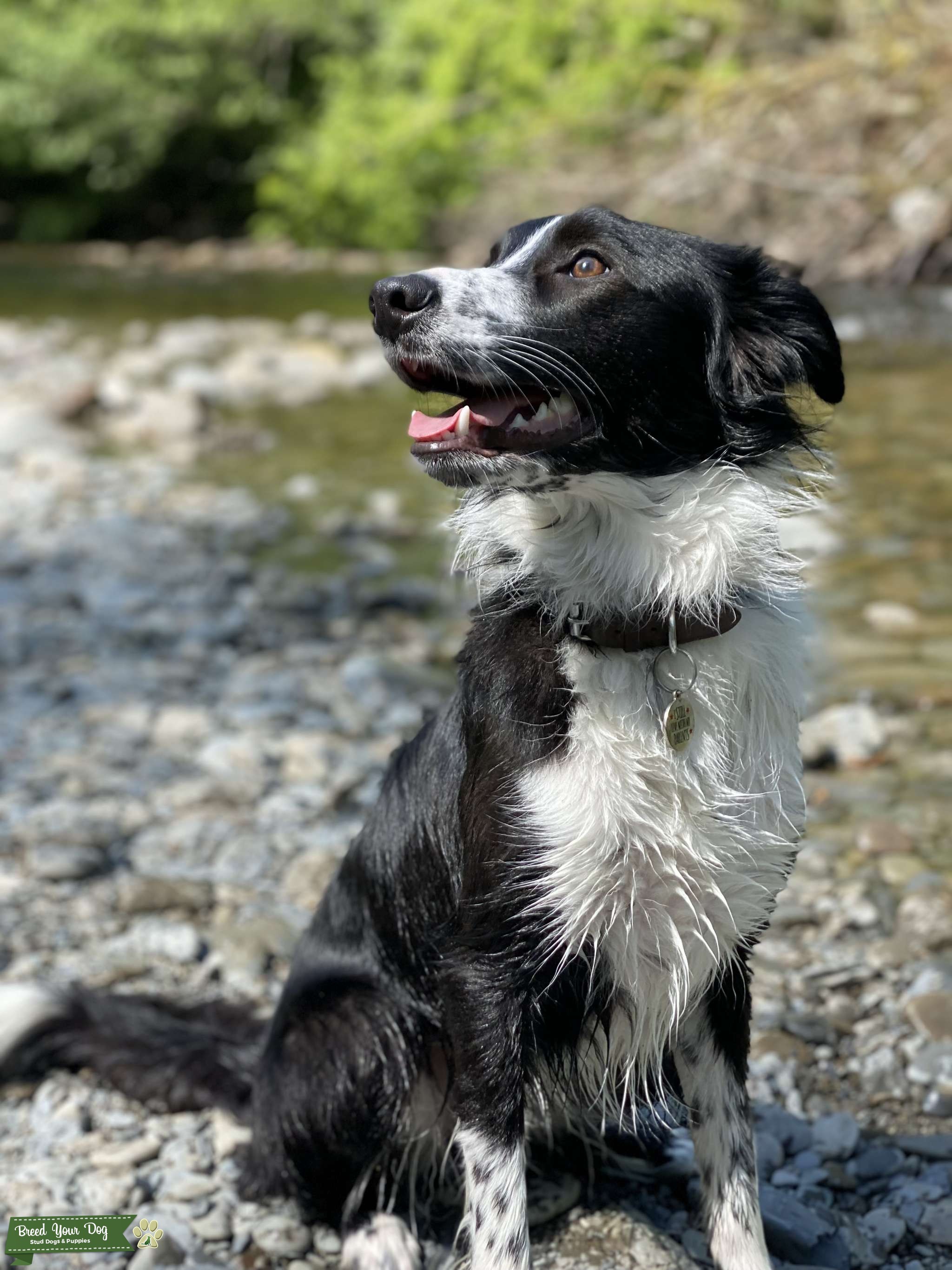 Border collie stud dog - Stud Dog in aberystwyth, United States | Breed ...