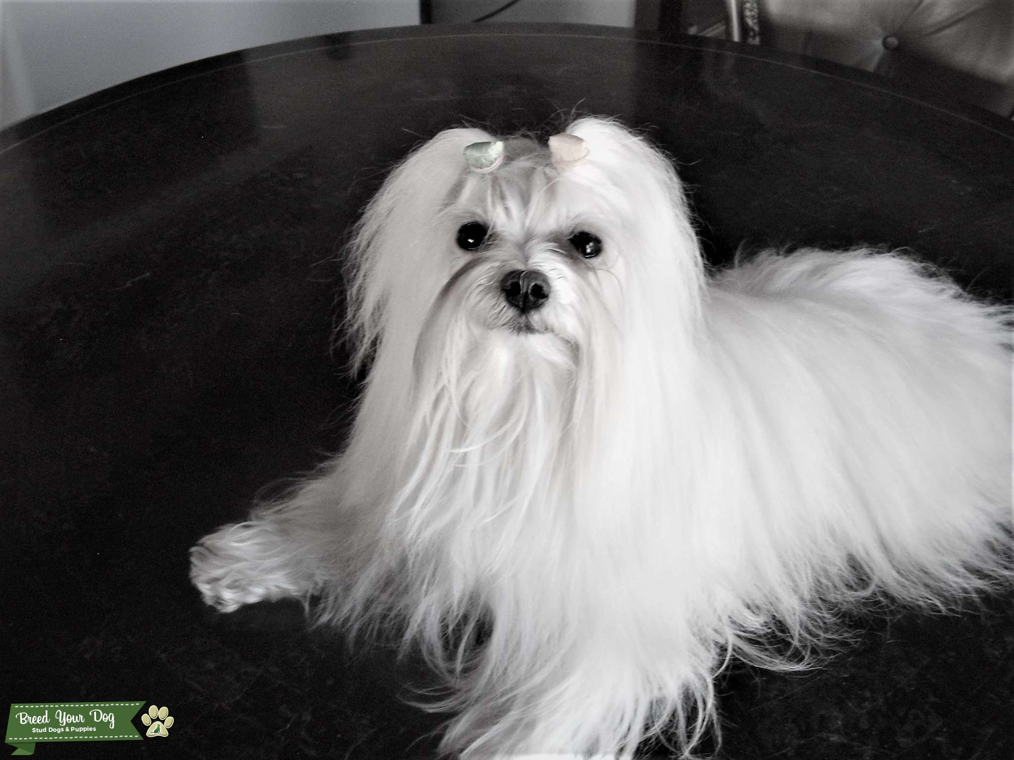 Maltese male for stud - Stud Dog in Il, the United States | Breed Your Dog