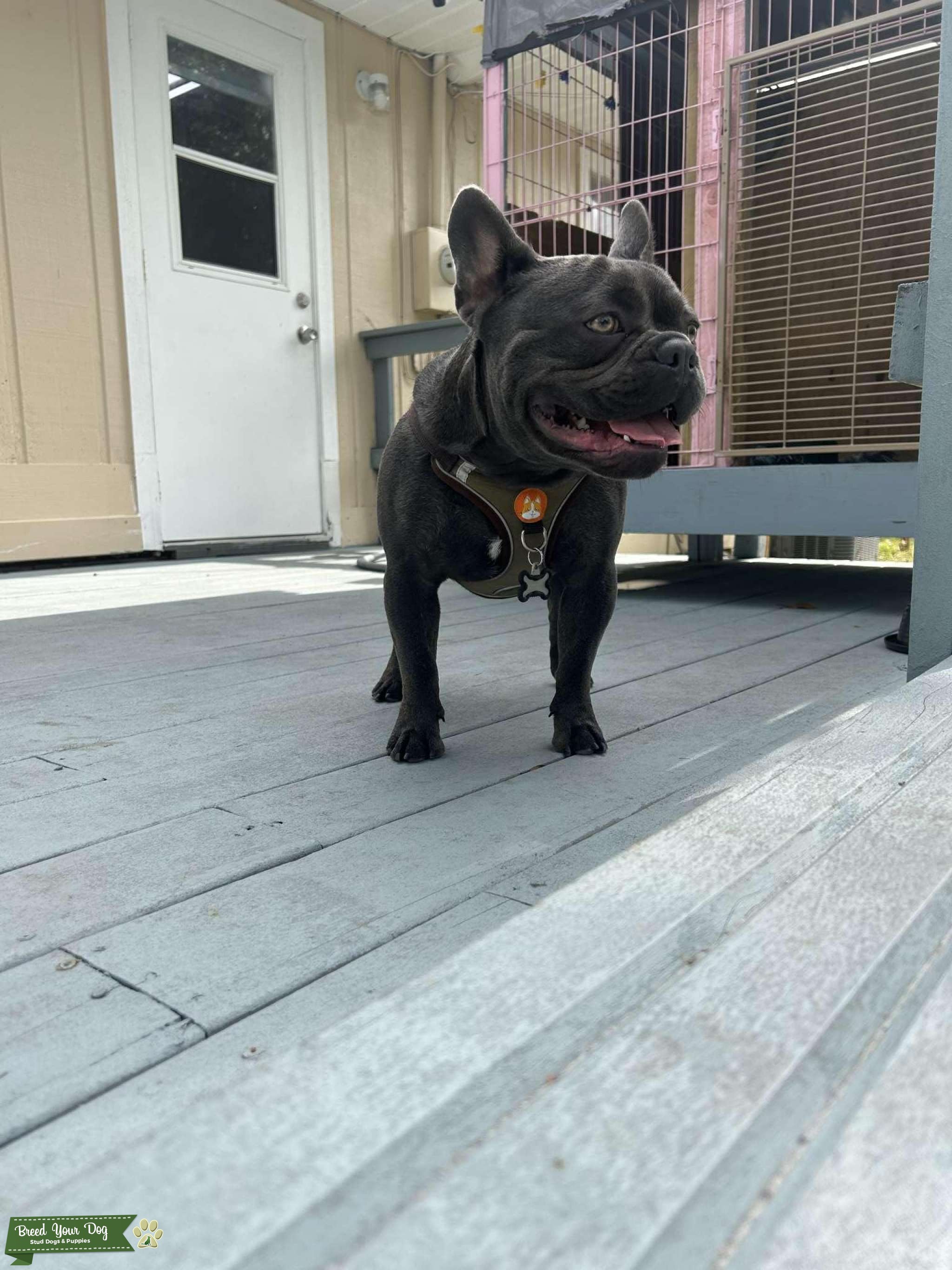 Exotic Blue French bulldog - Stud Dog in North fort myers, United ...