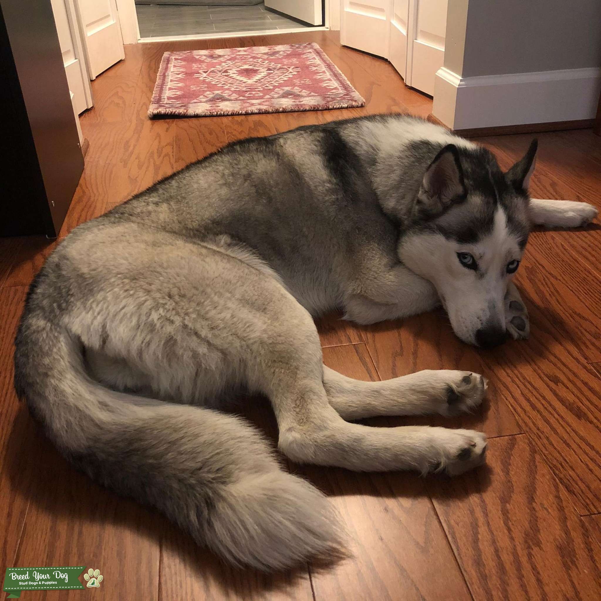 Grey Siberian Husky - Stud Dog in Alaska, United States | Breed Your Dog