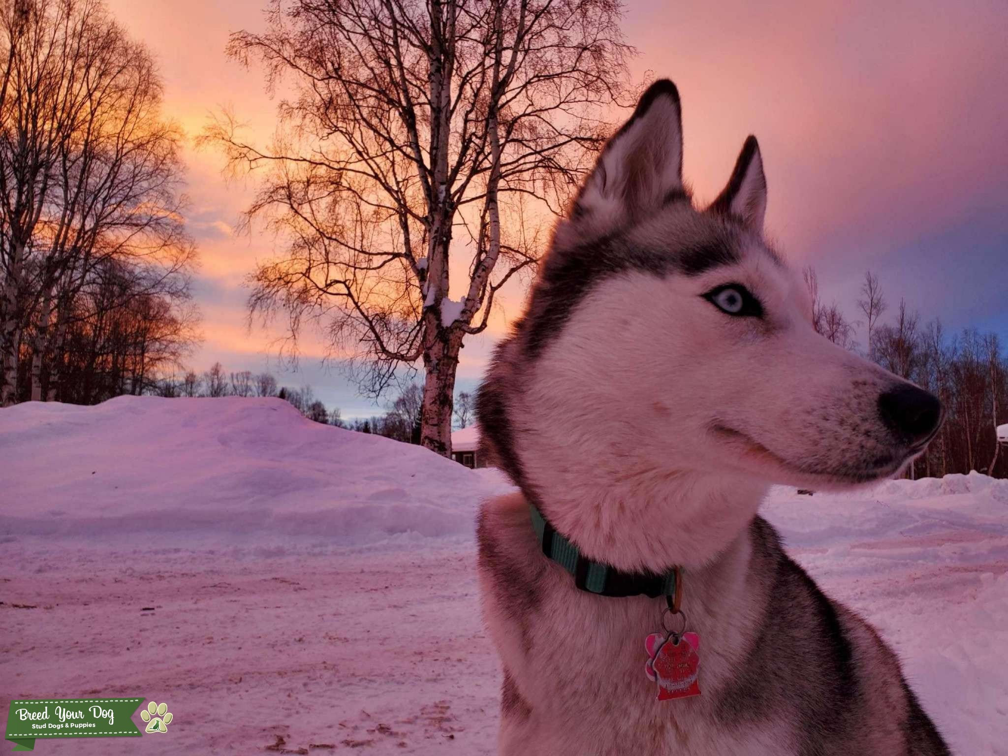 Grey Siberian Husky - Stud Dog in Alaska, United States | Breed Your Dog