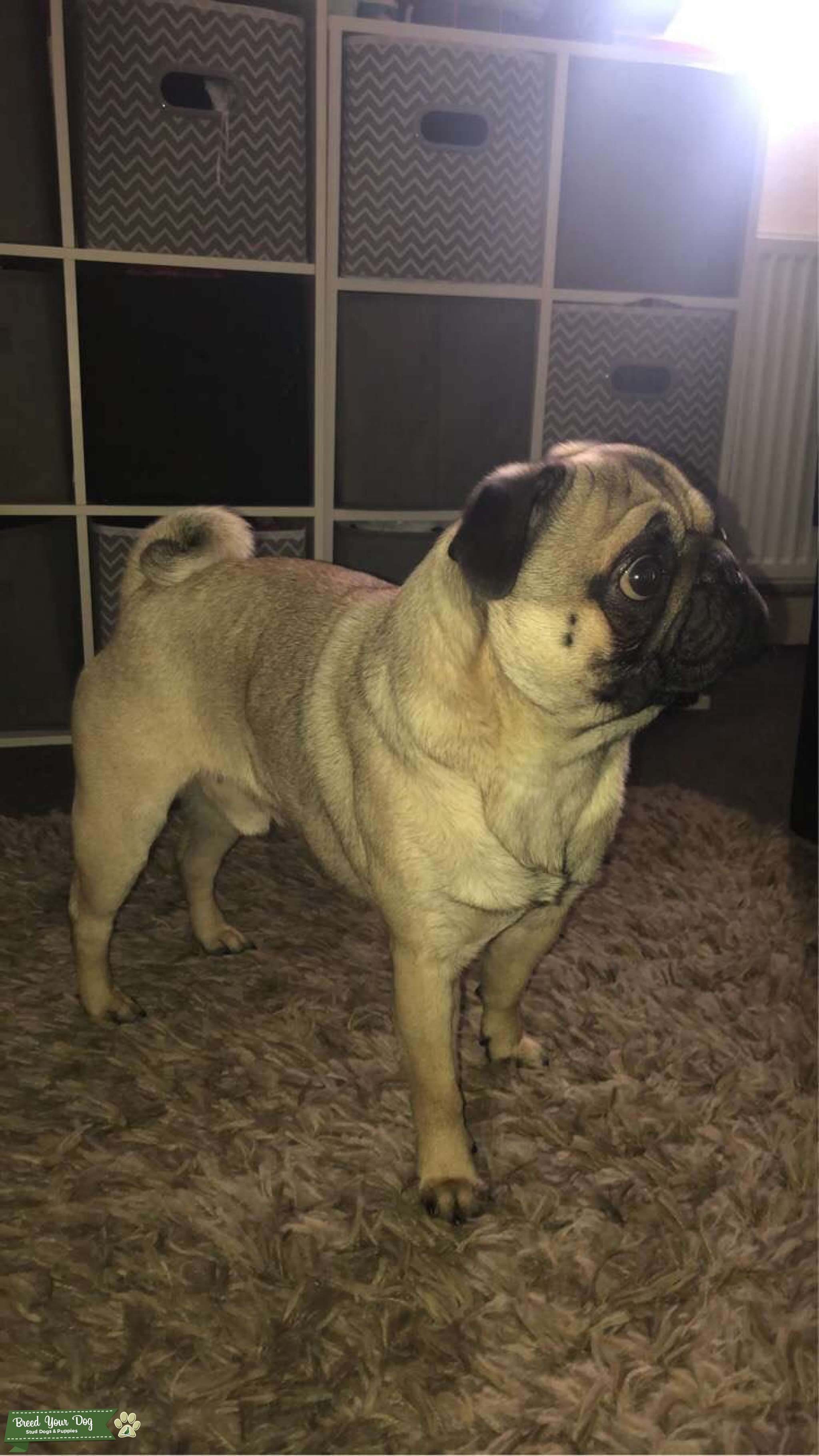 Pug Stud - Stud Dog in Norfolk , United States | Breed Your Dog