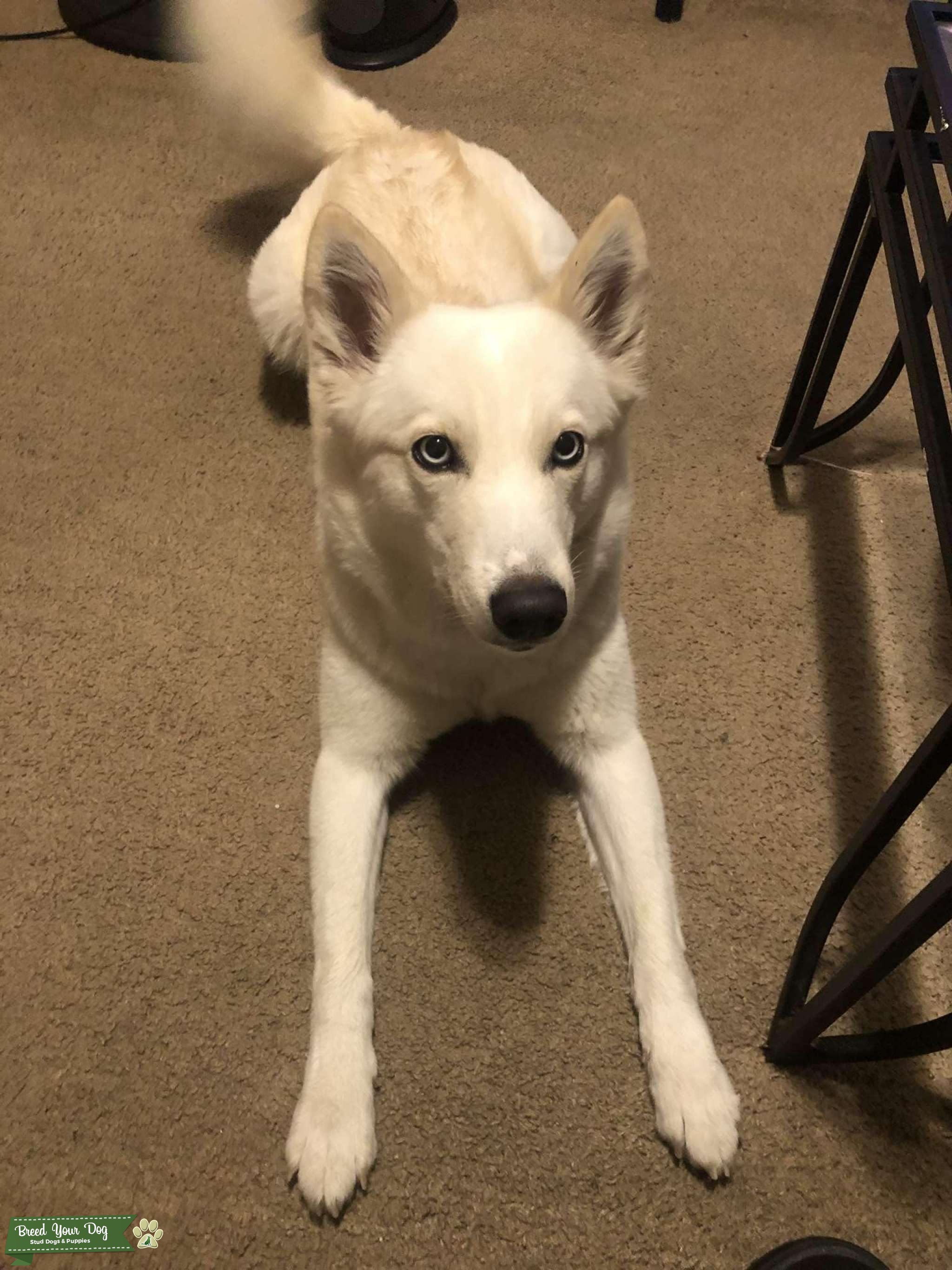 Isabelle Husky Mix(Blue Eyed) - Stud Dog in US, the United States ...