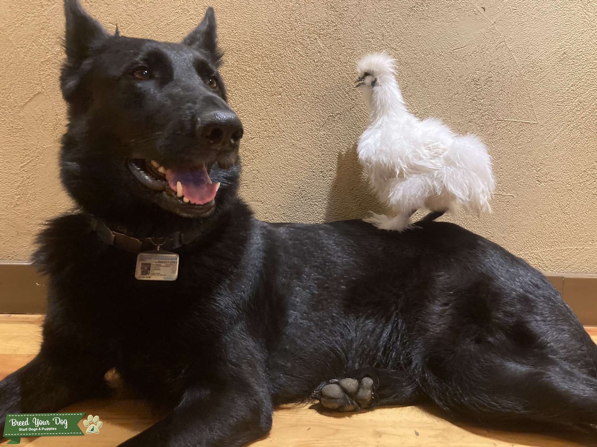 Looking for a stud for my female - Stud Dog in BC, the United States ...