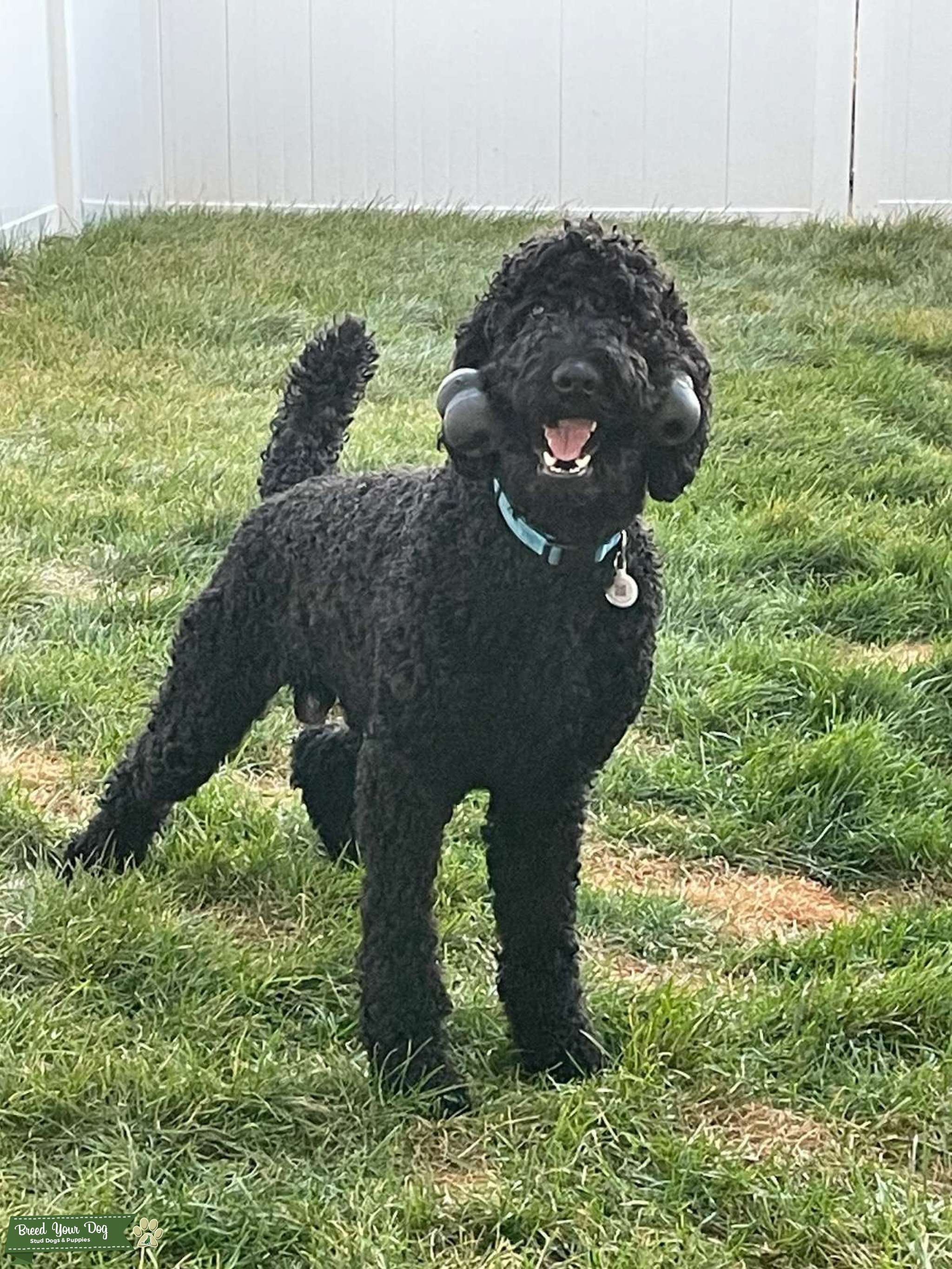 Stud Dog - Stud Dog in South Central PA, United States | Breed Your Dog