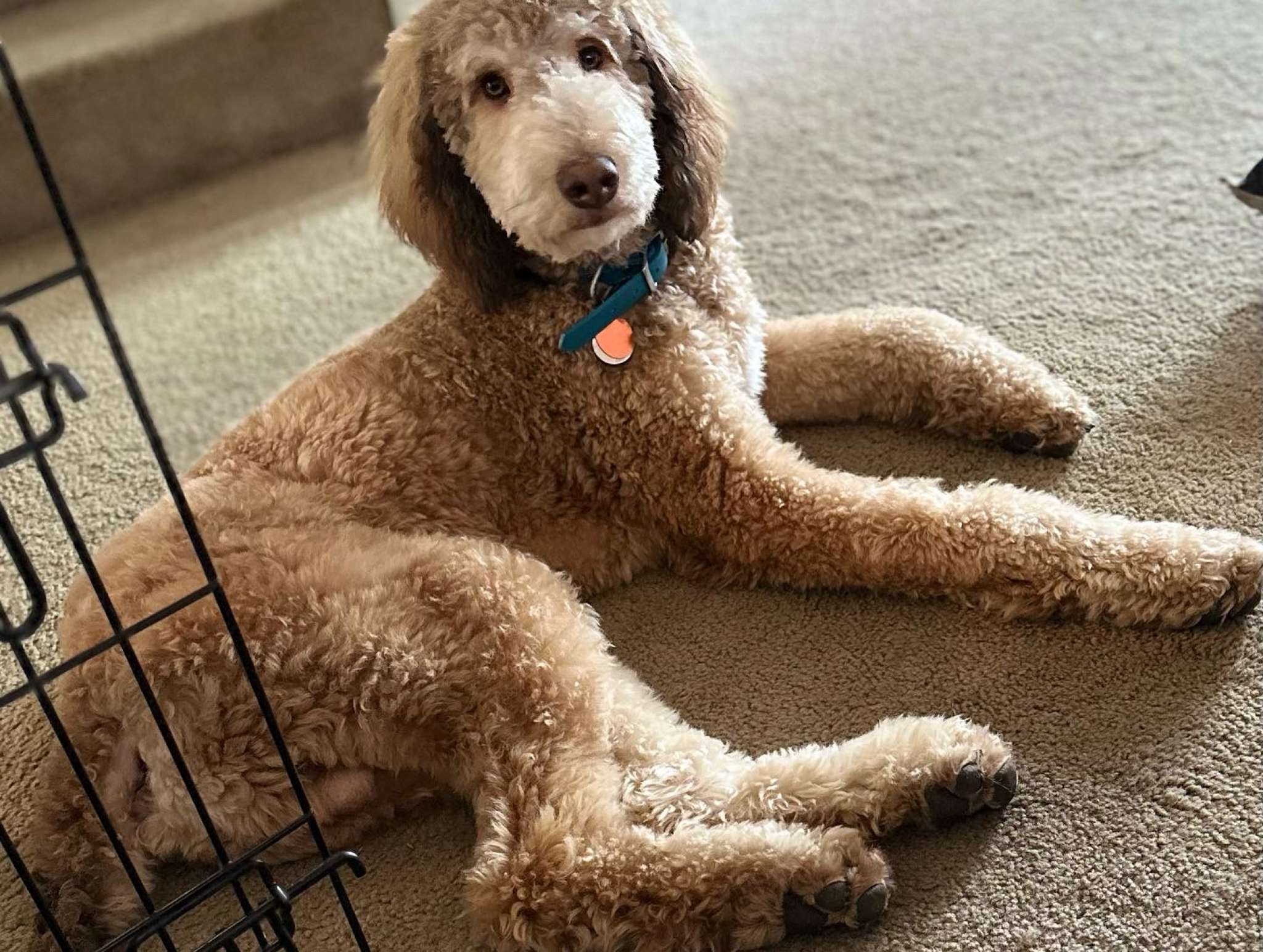 Tru The Phantom Standard Poodle AKC registered - Stud Dog in Kentucky ...