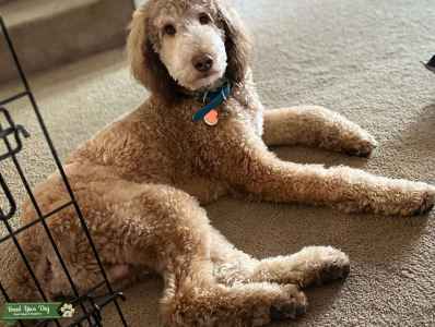 Tru The Phantom Standard Poodle AKC registered - Stud Dog in Kentucky ...