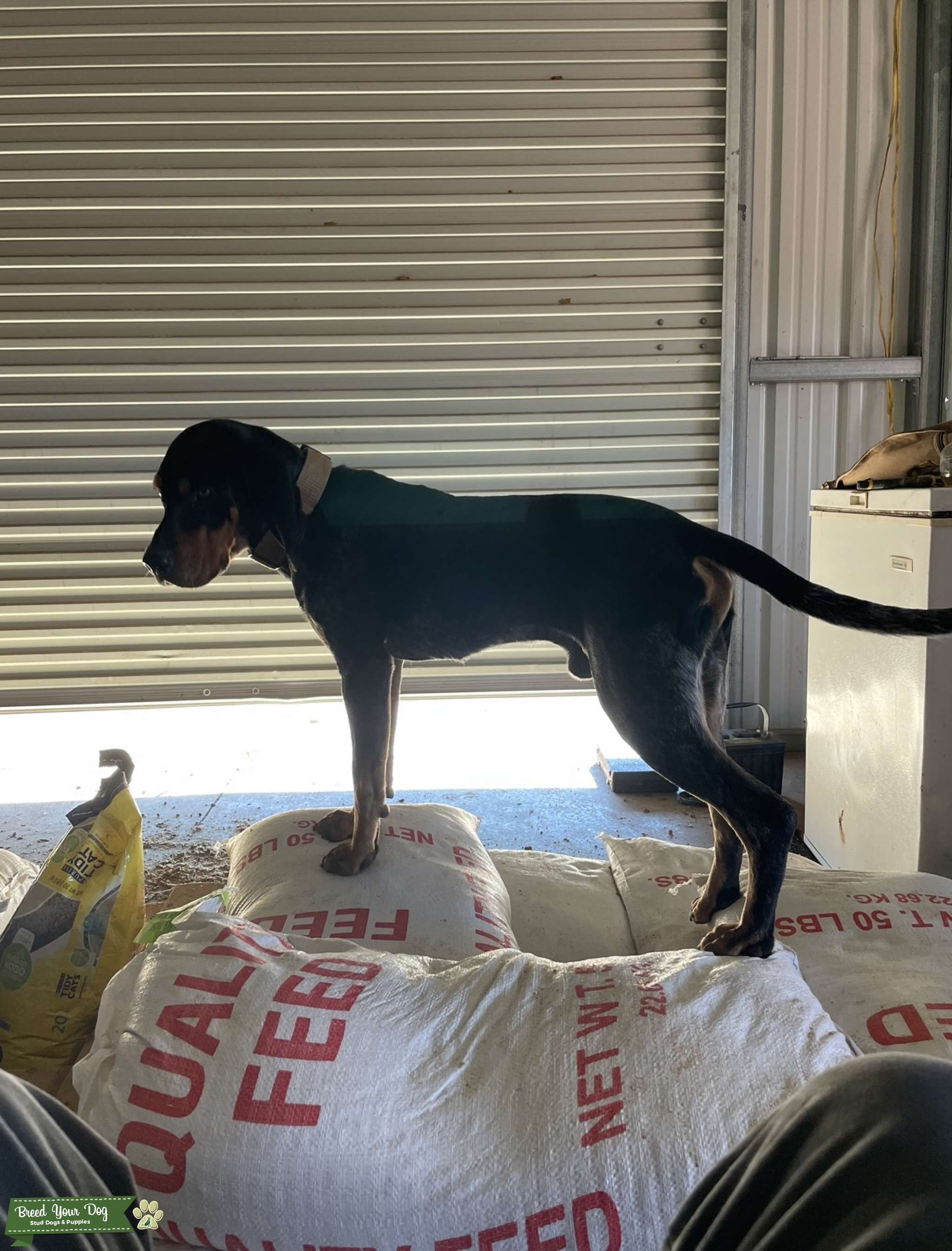 Bluetick coon hound stud - Stud Dog in South Carolina , the United ...