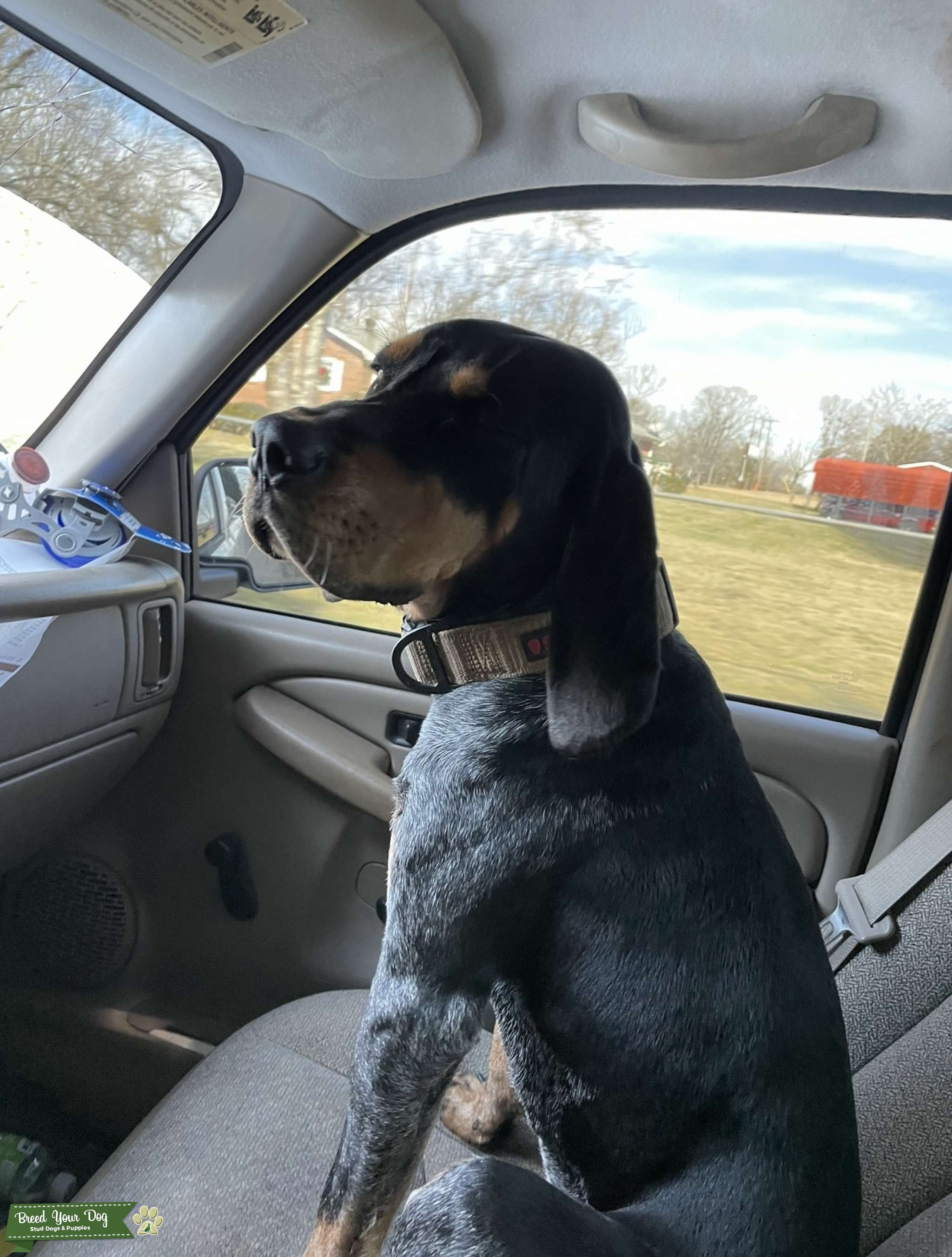 Bluetick coon hound stud - Stud Dog in South Carolina , the United ...
