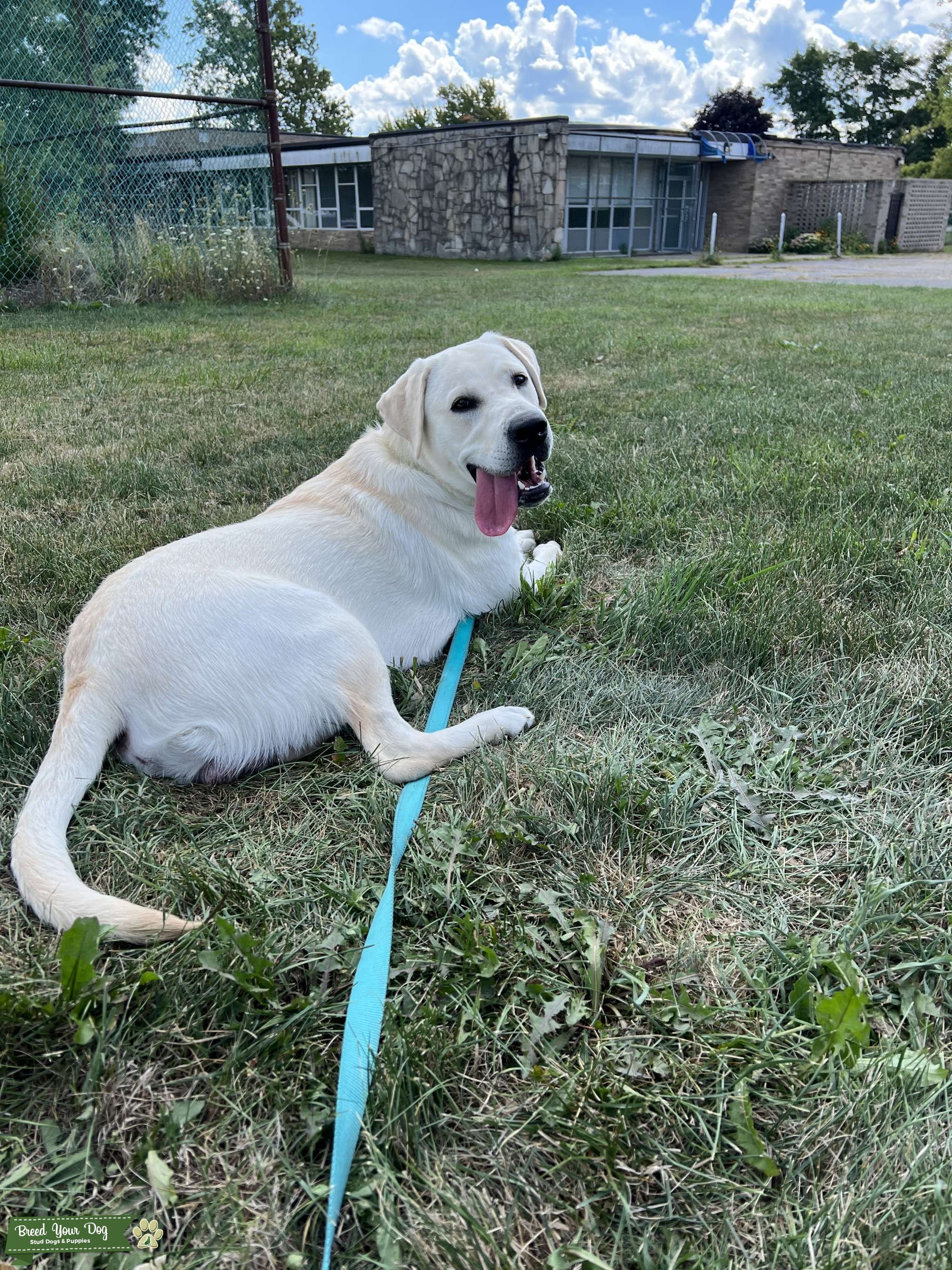 Agapi Studding Service - Stud Dog in Canton, Ohio, the United States ...