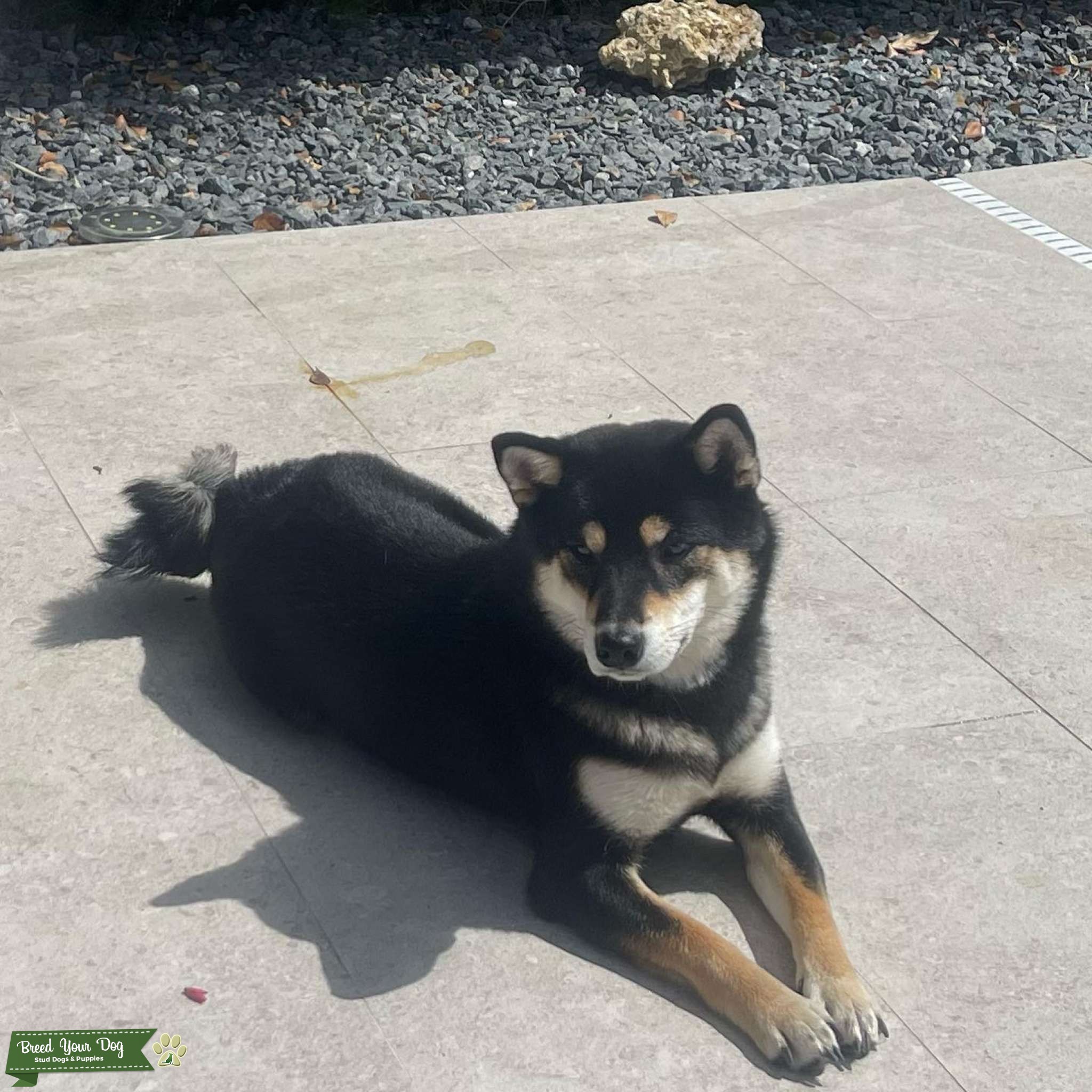 Black and Tan Shiba INU Female looking for stud - Stud Dog in South ...