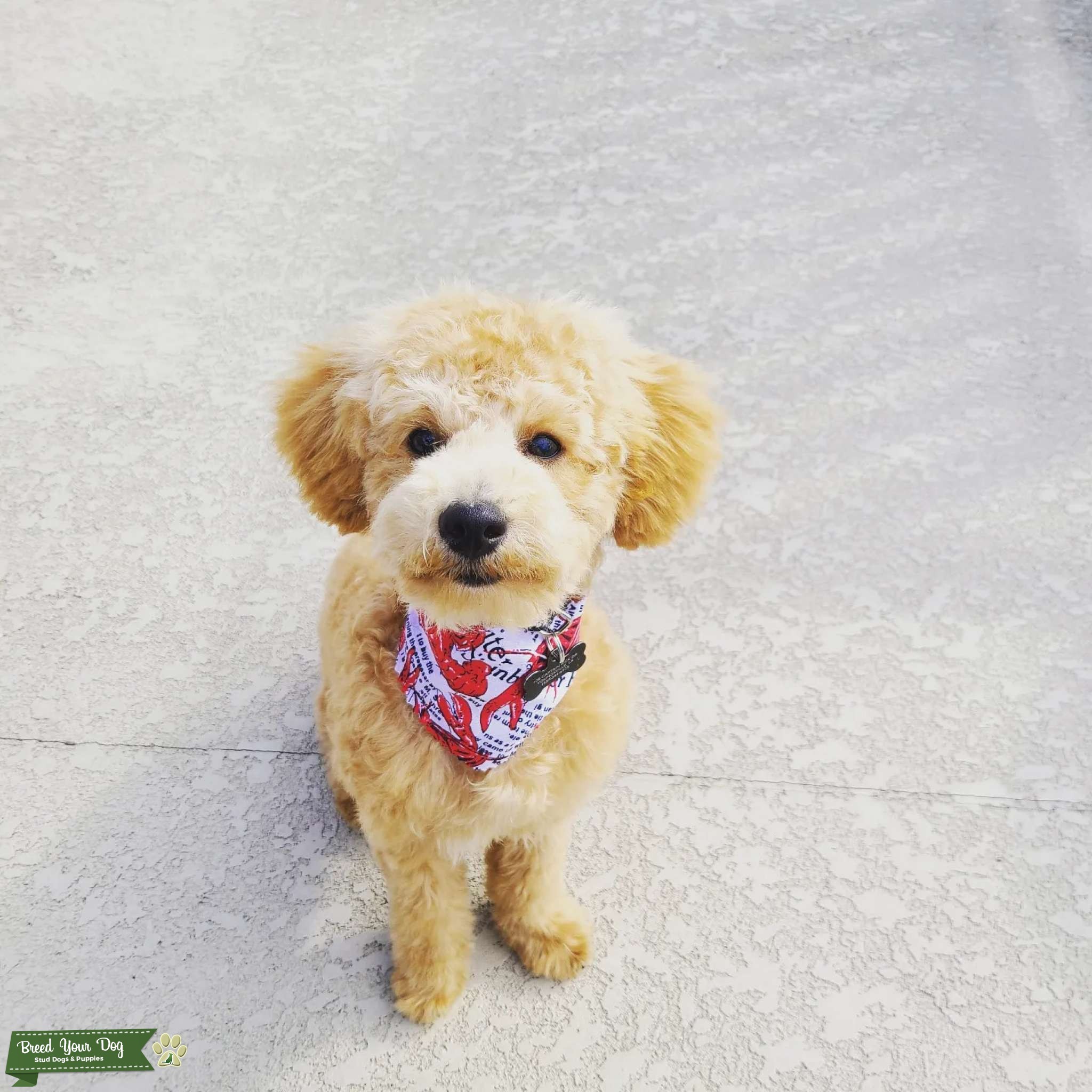 Apricot Young Toy Poodle For Sire - Stud Dog in SOUTHWEST LOUISIANA ...