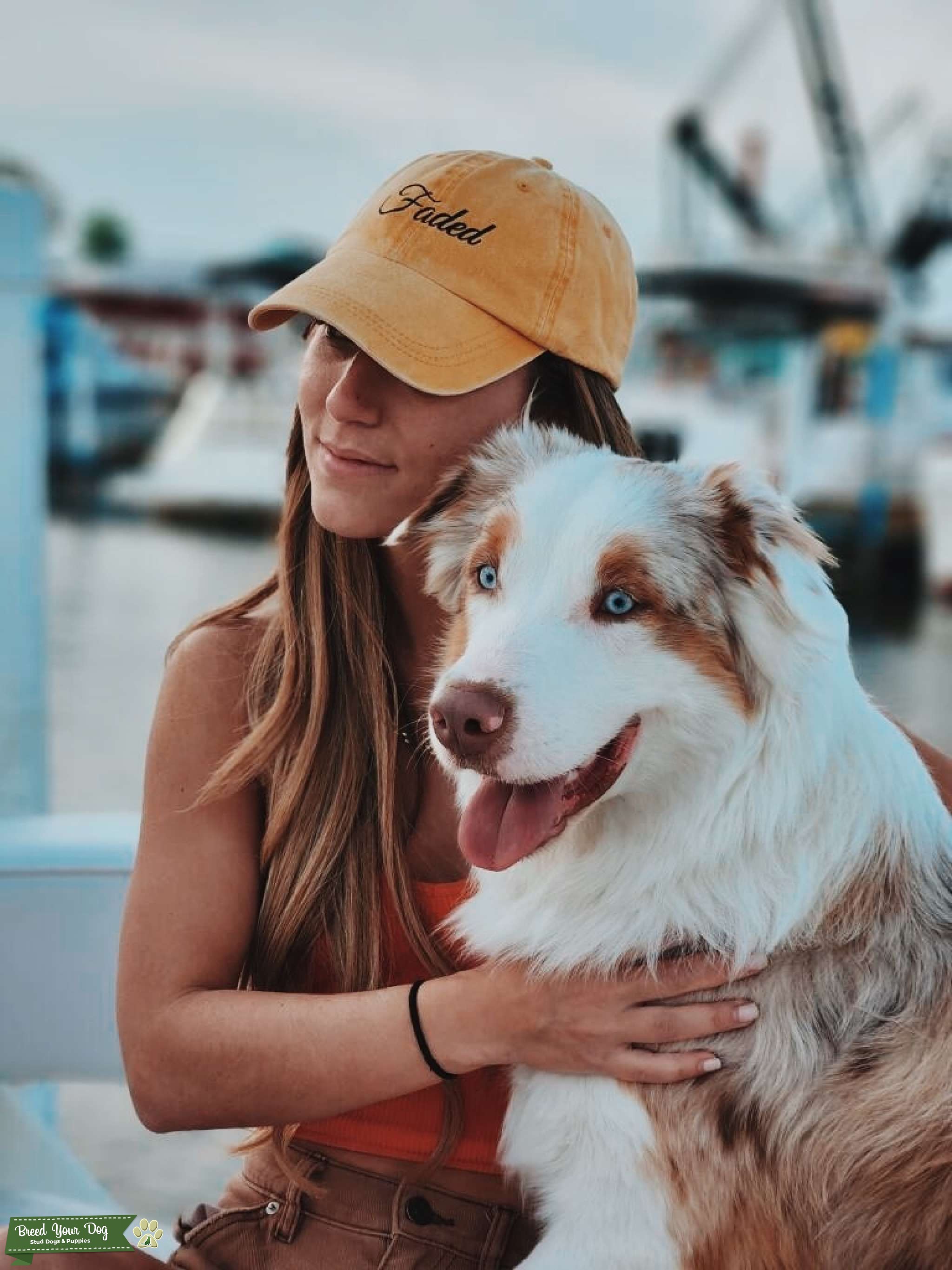 Red Merle Blue Eye Stud - Stud Dog in Michigan , Brazil | Breed Your Dog