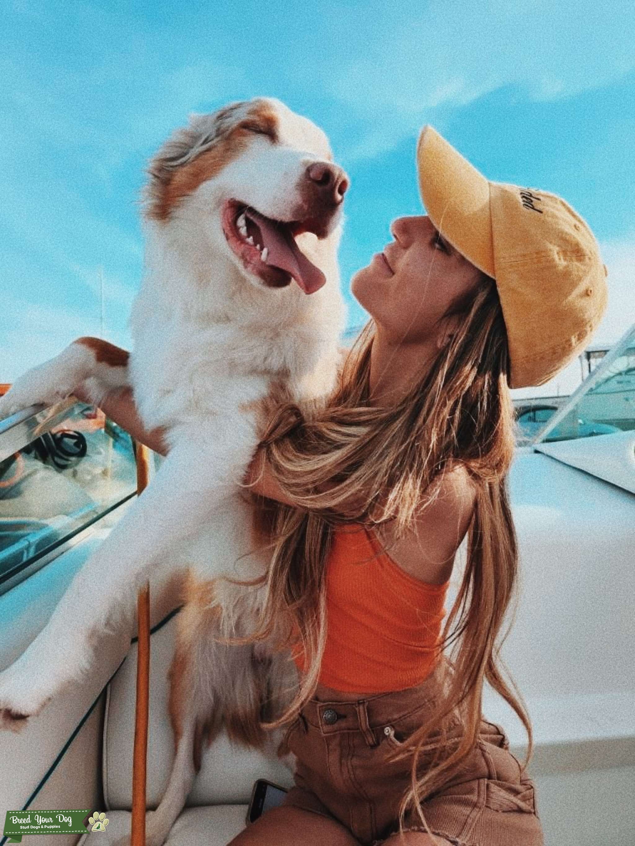 Red Merle Blue Eye Stud - Stud Dog in Michigan , Brazil | Breed Your Dog