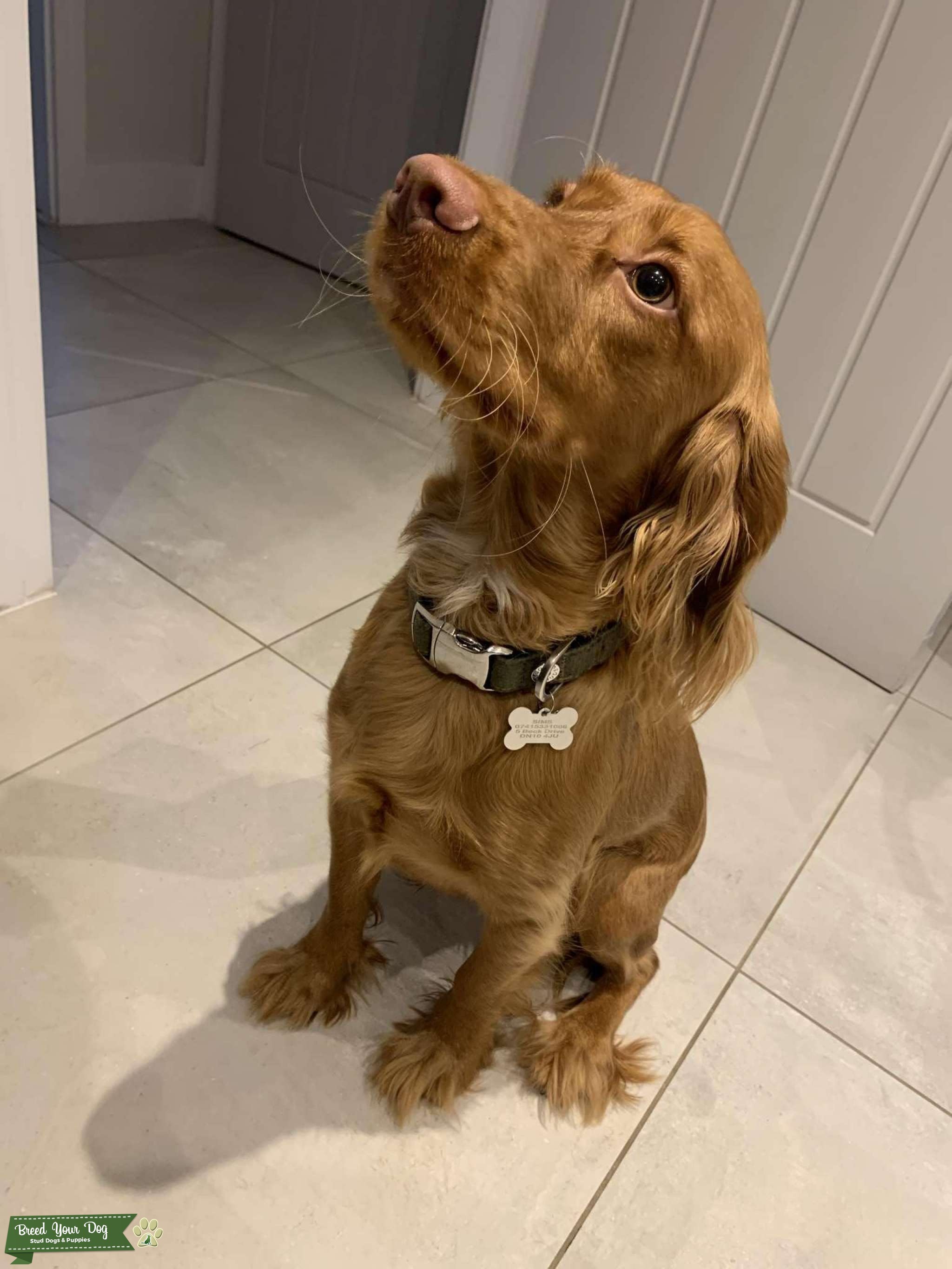 Red cocker spaniel - Stud Dog in Nottinghamshire, Serbia | Breed Your Dog