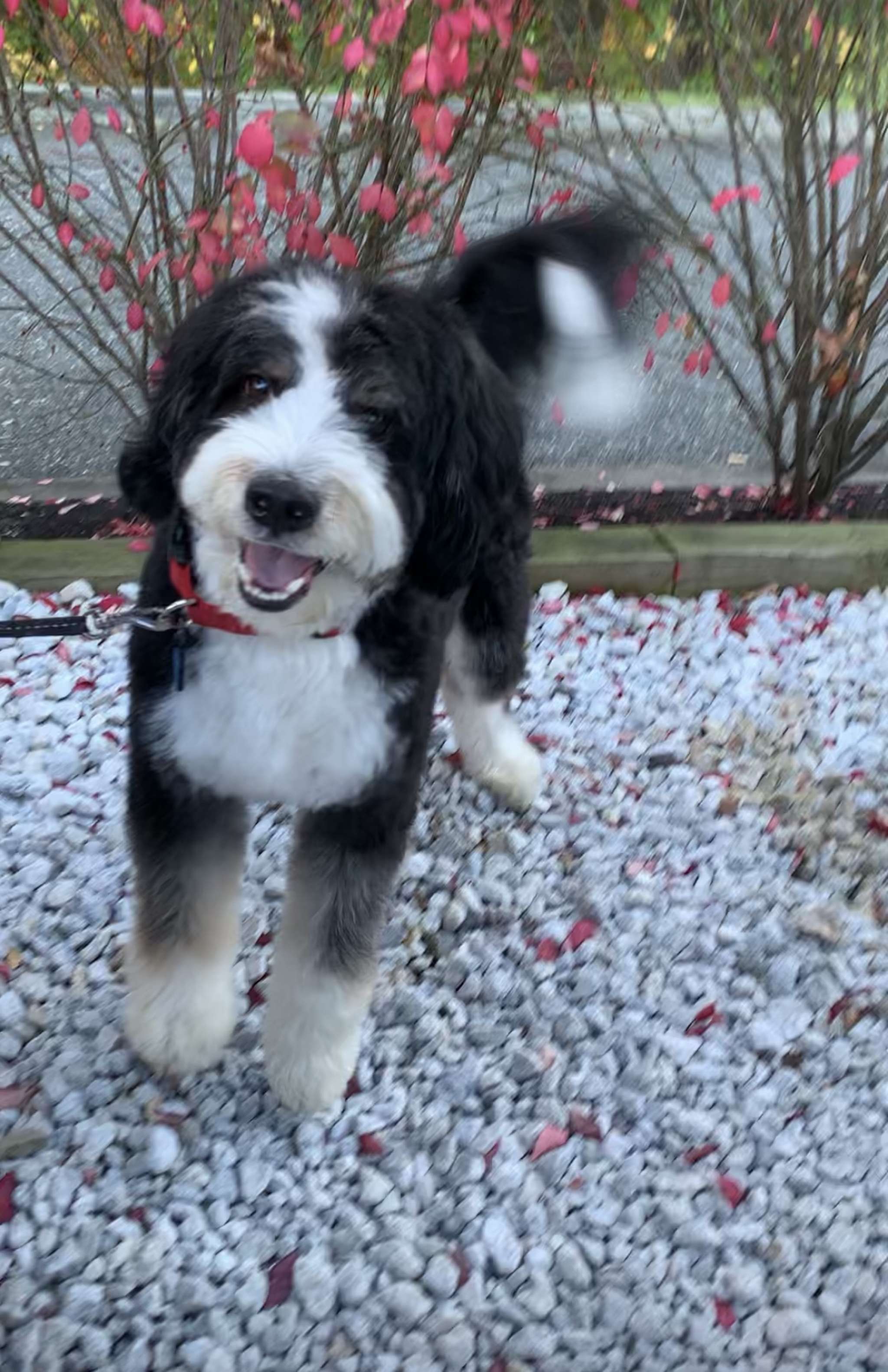 Tri-Colored Mini Bernedoodle - Stud Dog in New Jersey, United States ...
