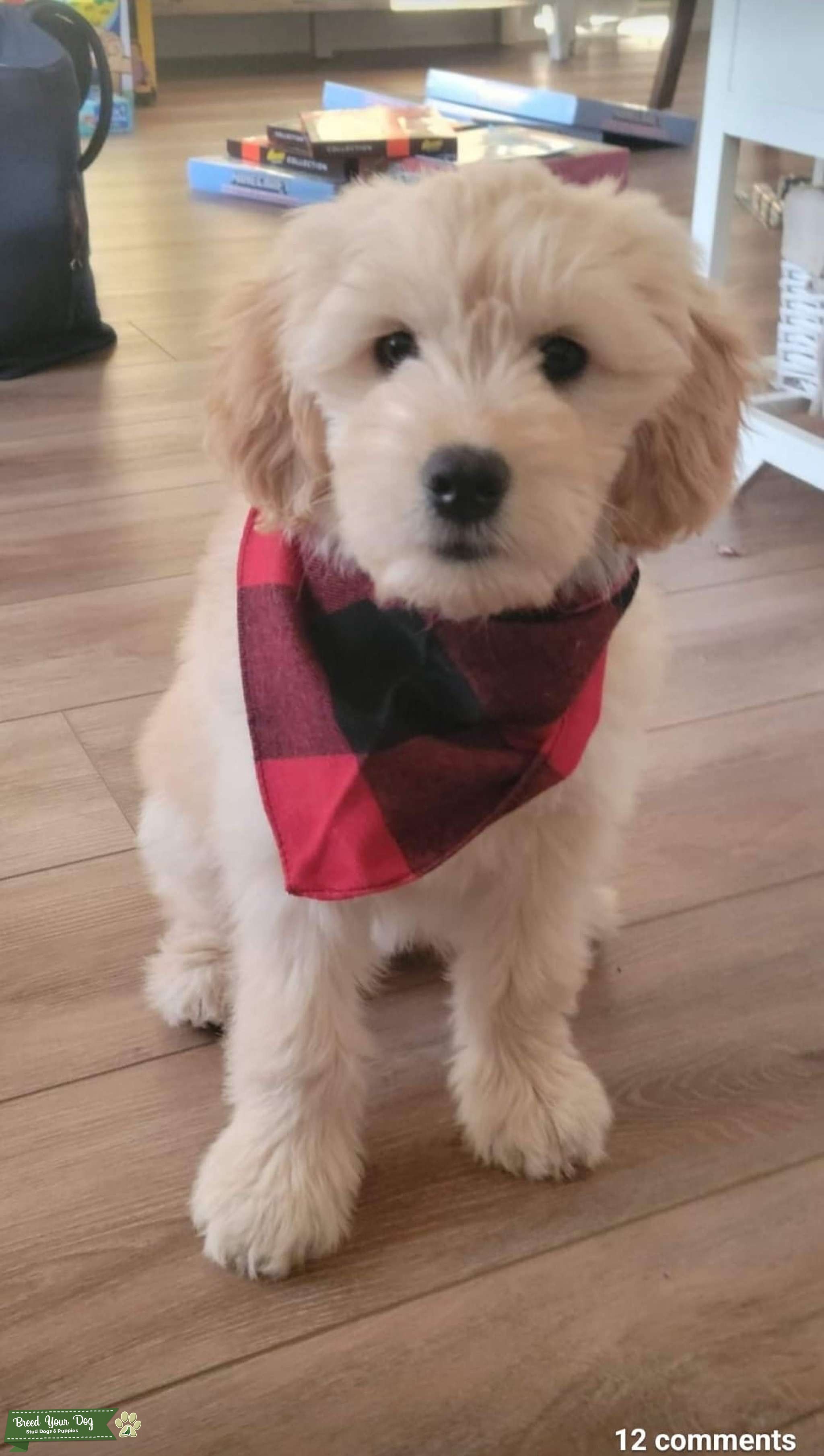 Beautiful F1 Mini Golden Doodle - Stud Dog in Hamilton, the United ...