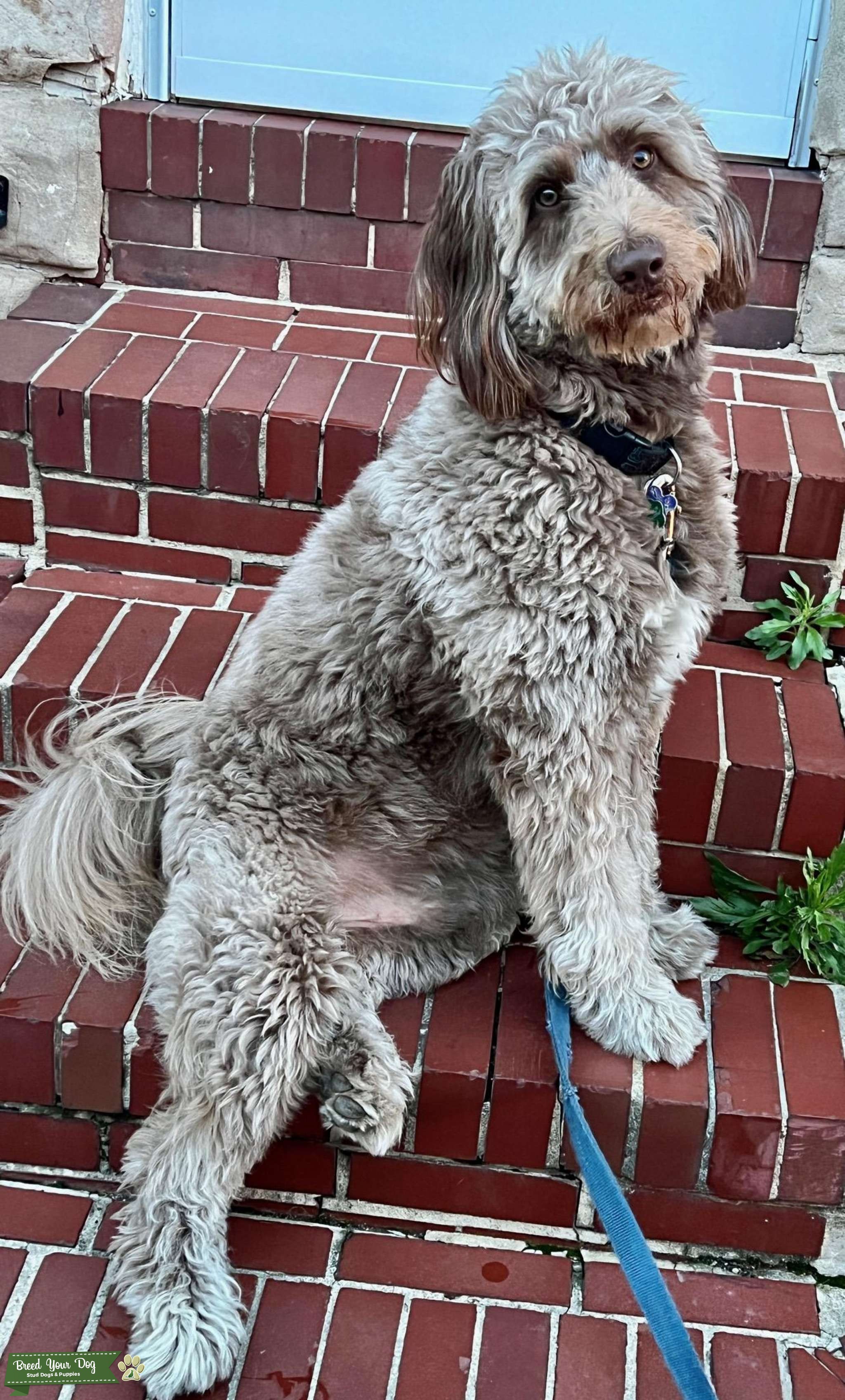 Brown and White Aussiedoodle (Australian Shepherd/Poodle) - Stud Dog in ...
