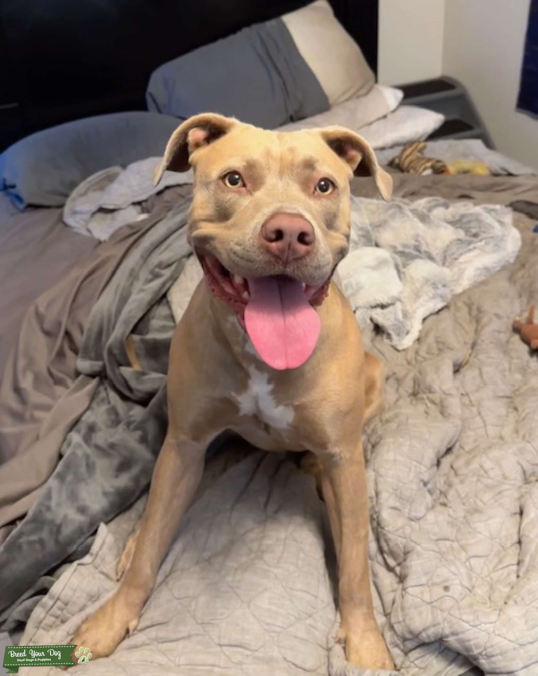 Blue Nose Fawn Pitbull Female