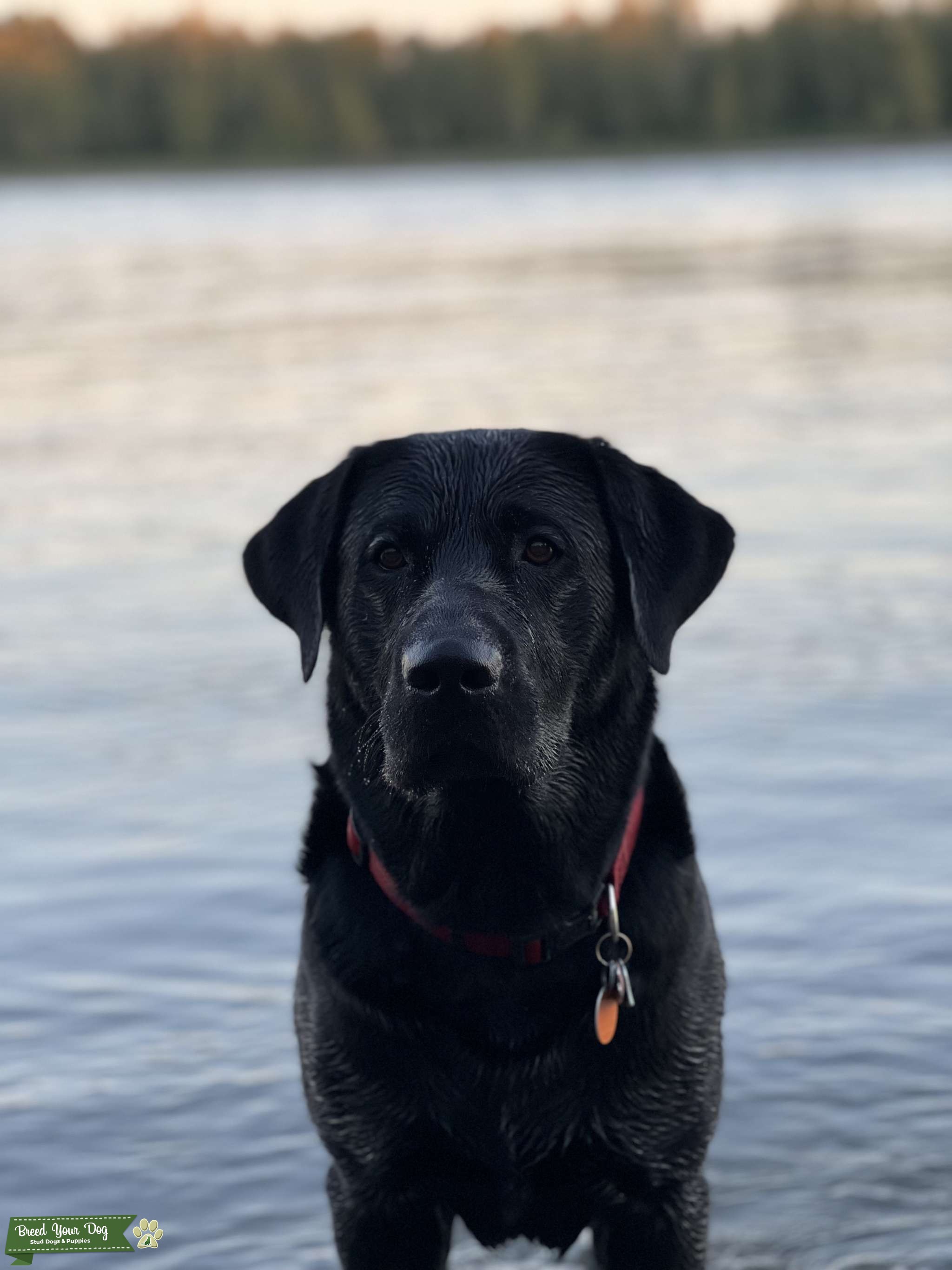 Stud - Stud Dog in Vancouver Washington , the United States | Breed ...