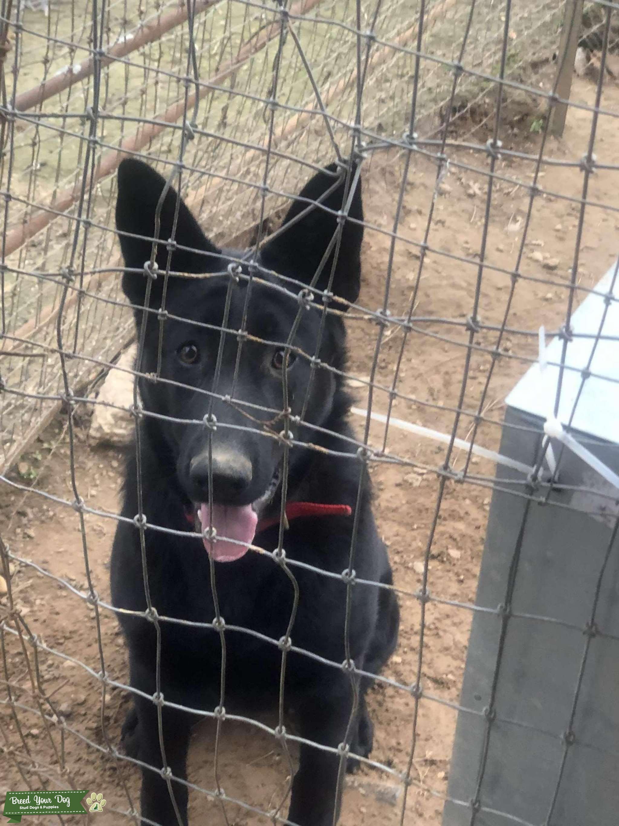 All black AKC German Shepherd - Stud Dog in Southeastern , the United ...