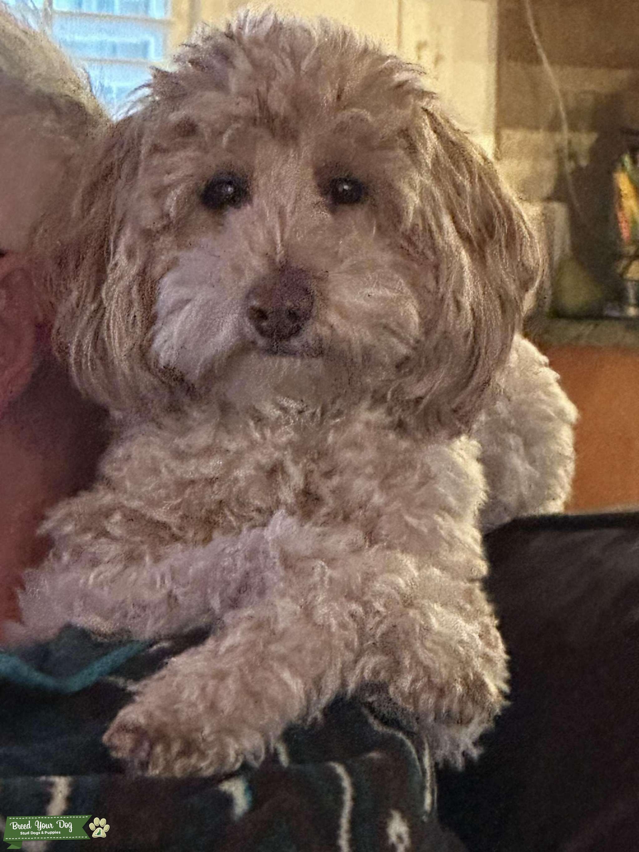 ISO of stud-toy poodle or wheaton terrier - Stud Dog in South Carolina ...