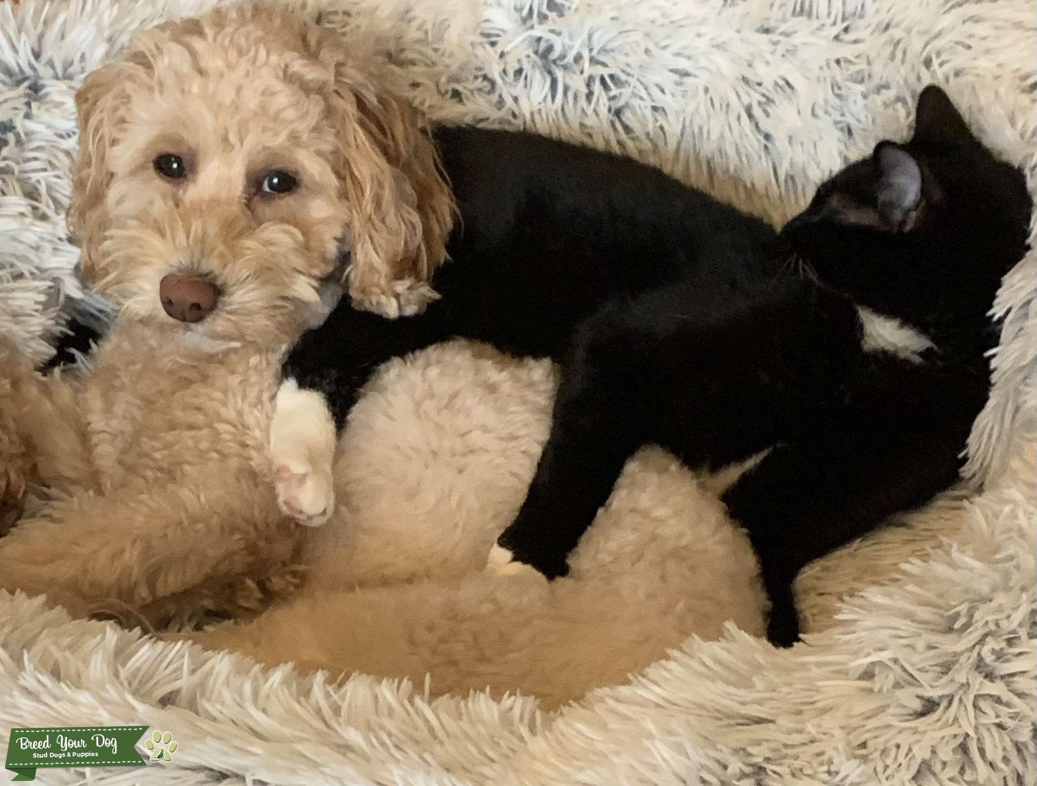 ISO of stud-toy poodle or wheaton terrier - Stud Dog in South Carolina ...