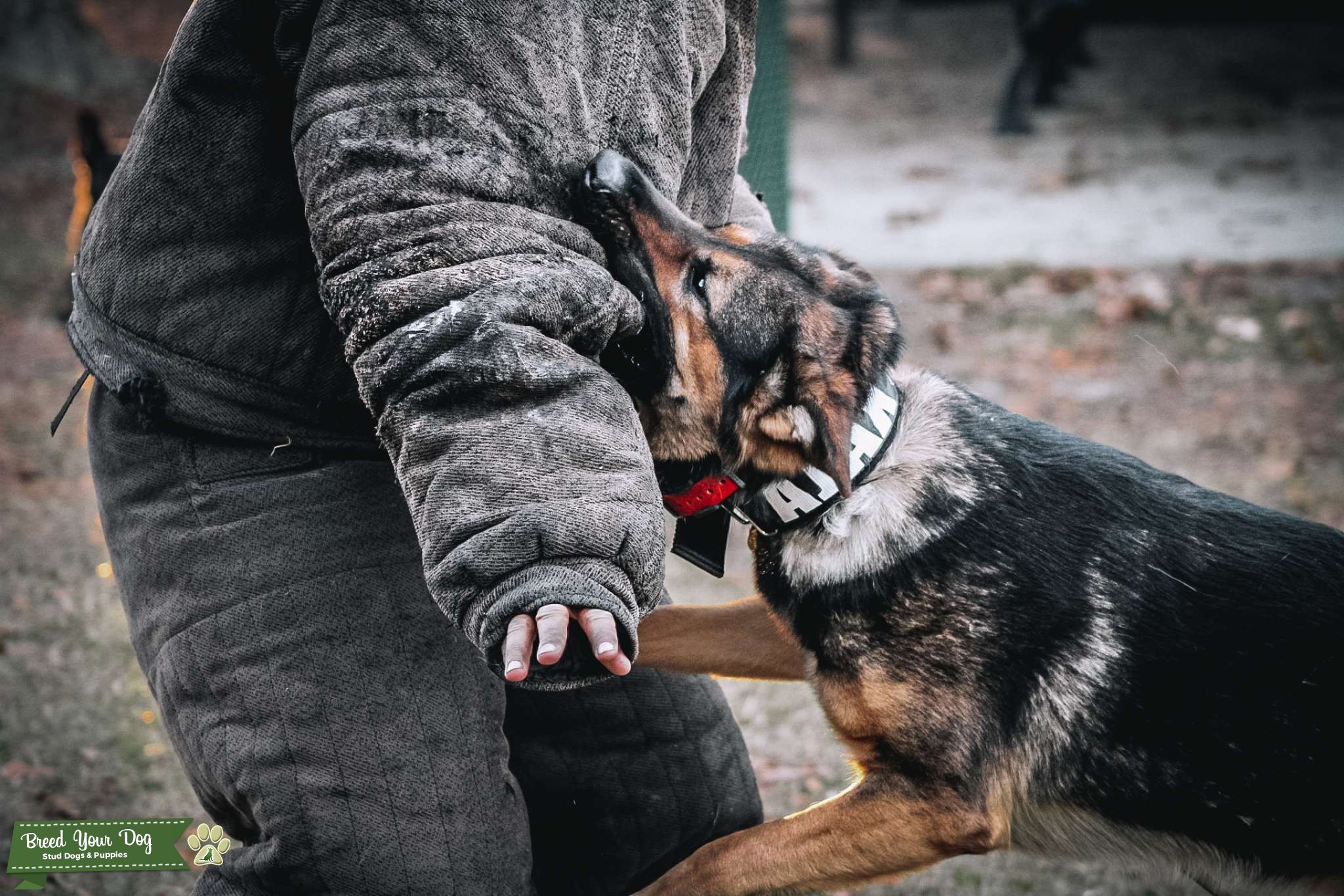 Working Lined GSD - Stud Dog in NC, the United States | Breed Your Dog