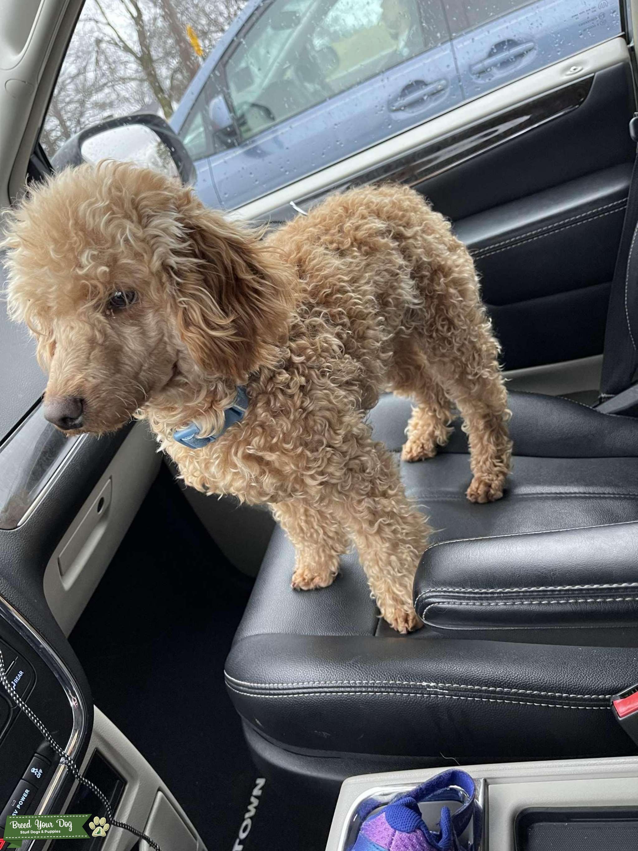 AKC miniature poodle - Stud Dog in Missouri, the United States | Breed ...