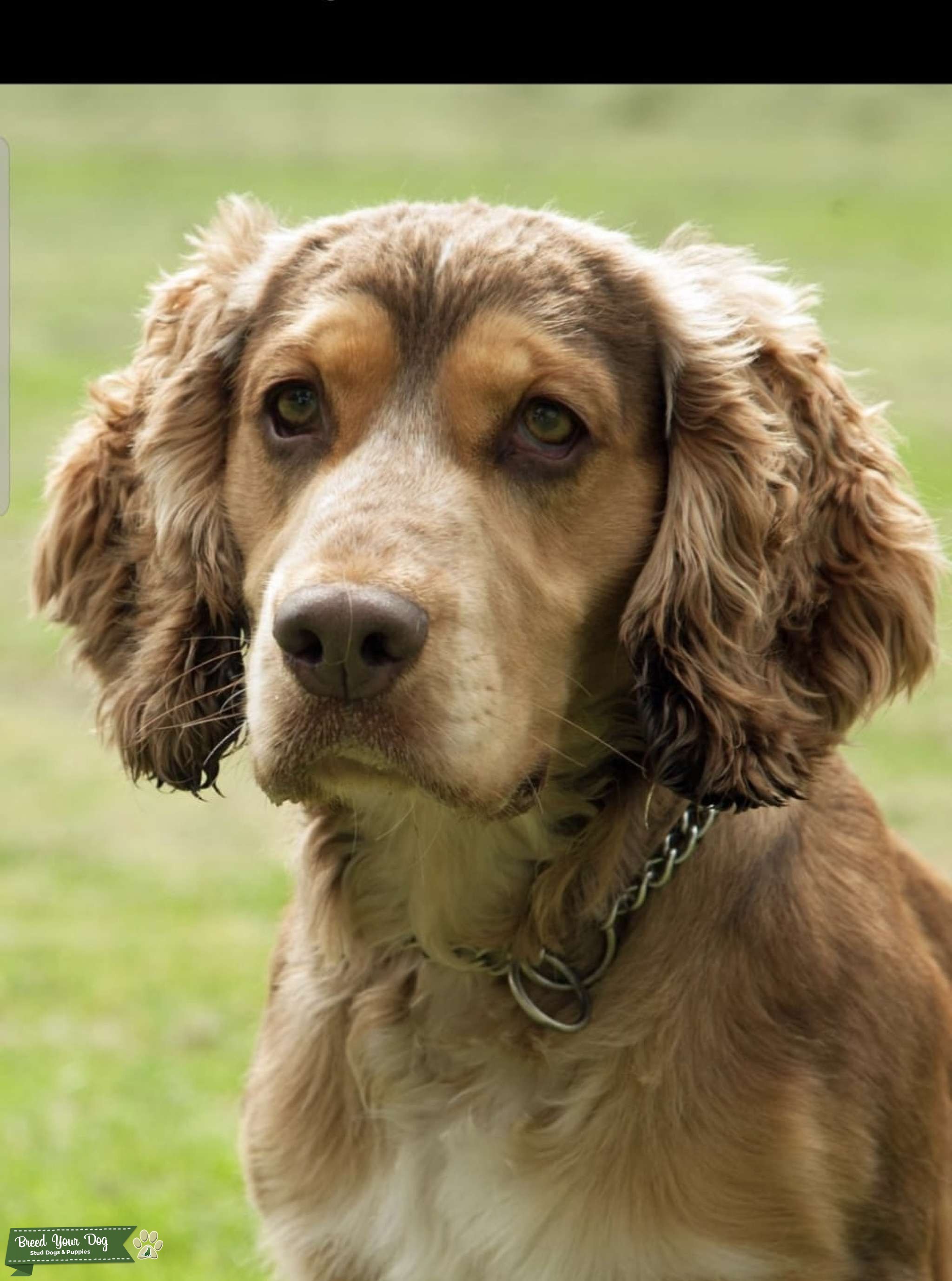 Cocker Spaniel - Chocolate Sable Stud - Stud Dog in Bedford , the ...