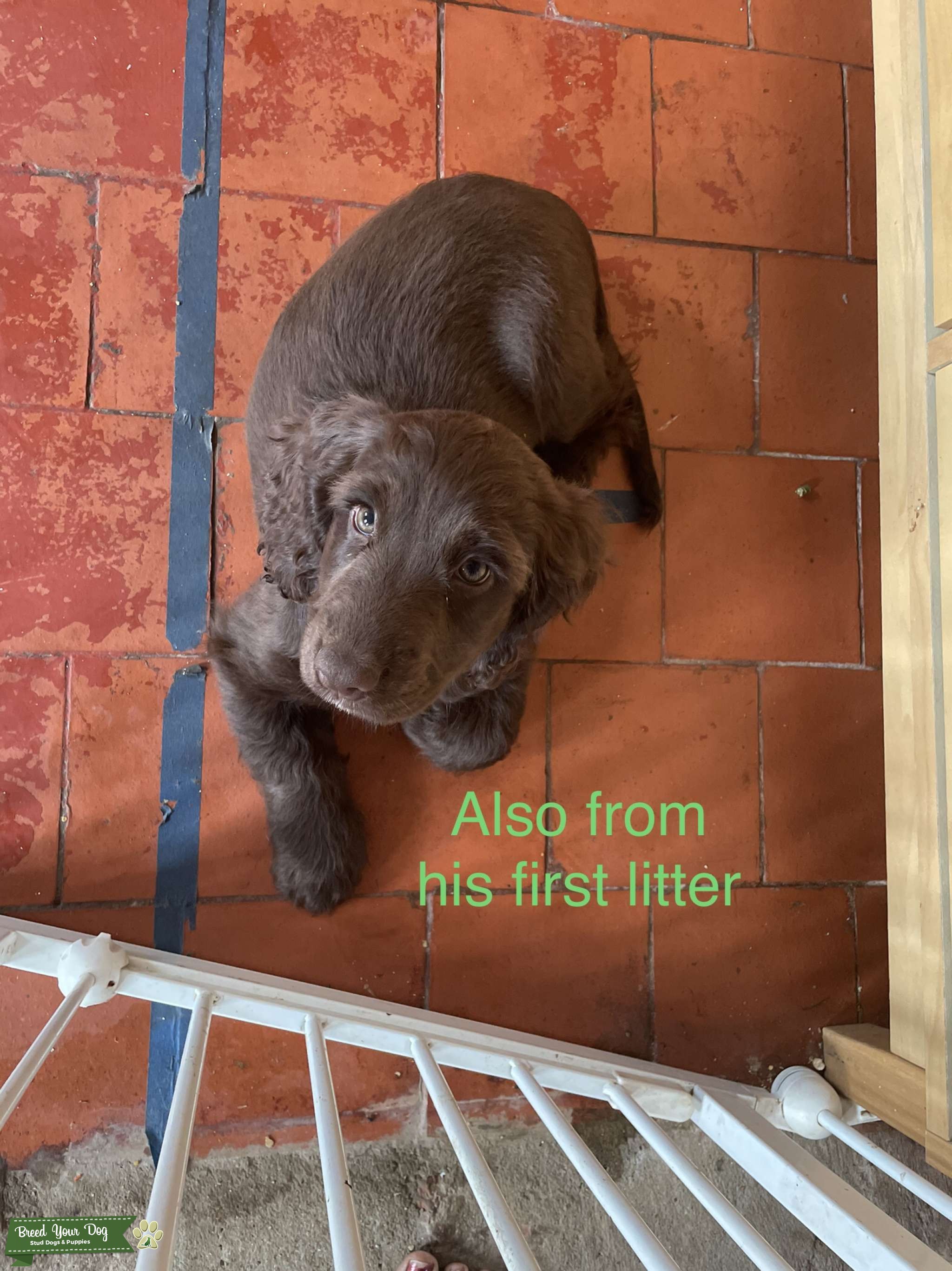 Cocker Spaniel - Chocolate Sable Stud - Stud Dog in Bedford , the ...