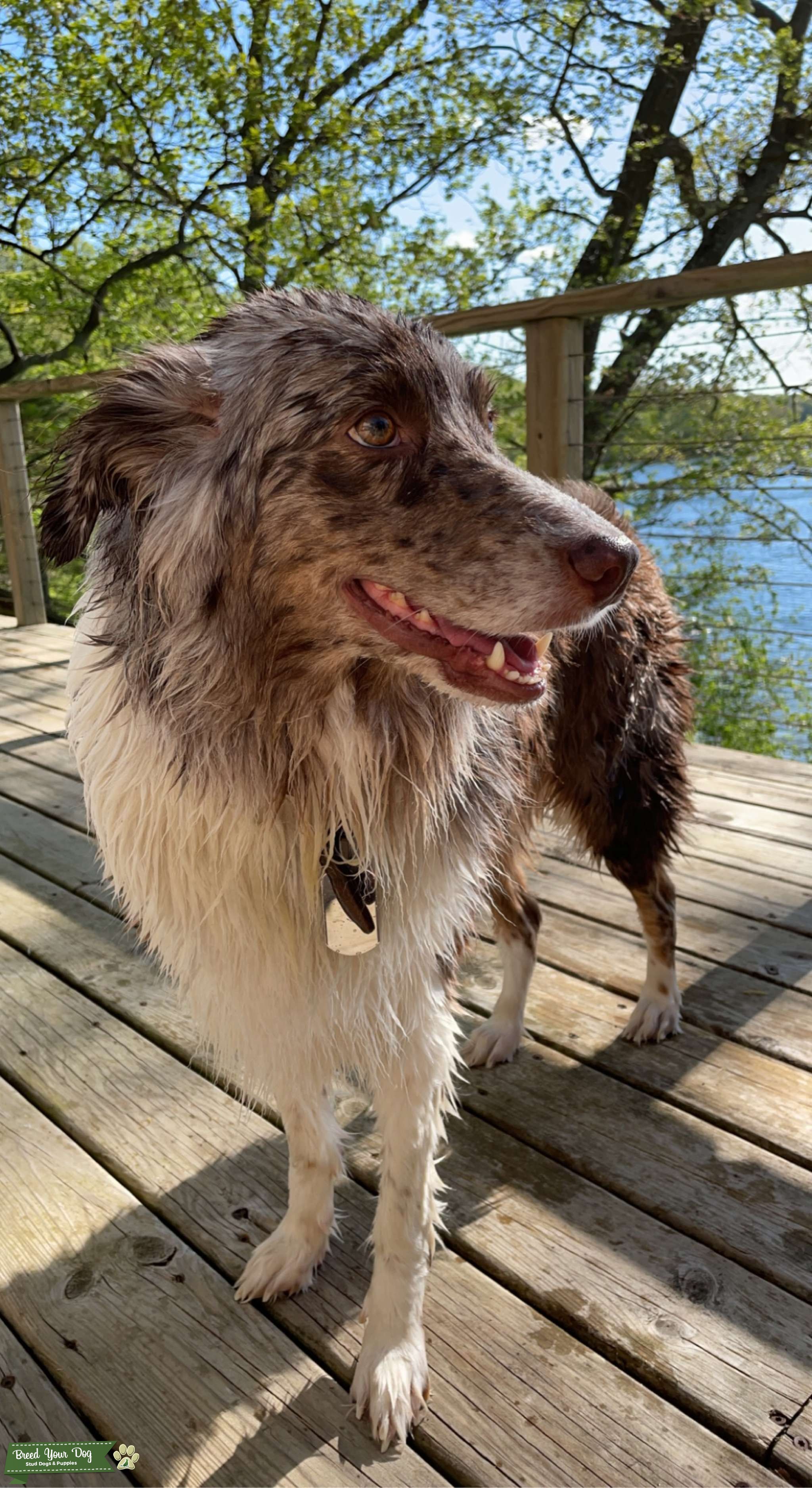 Red merle Australian Shepherd - Stud Dog in Michigan, United States ...
