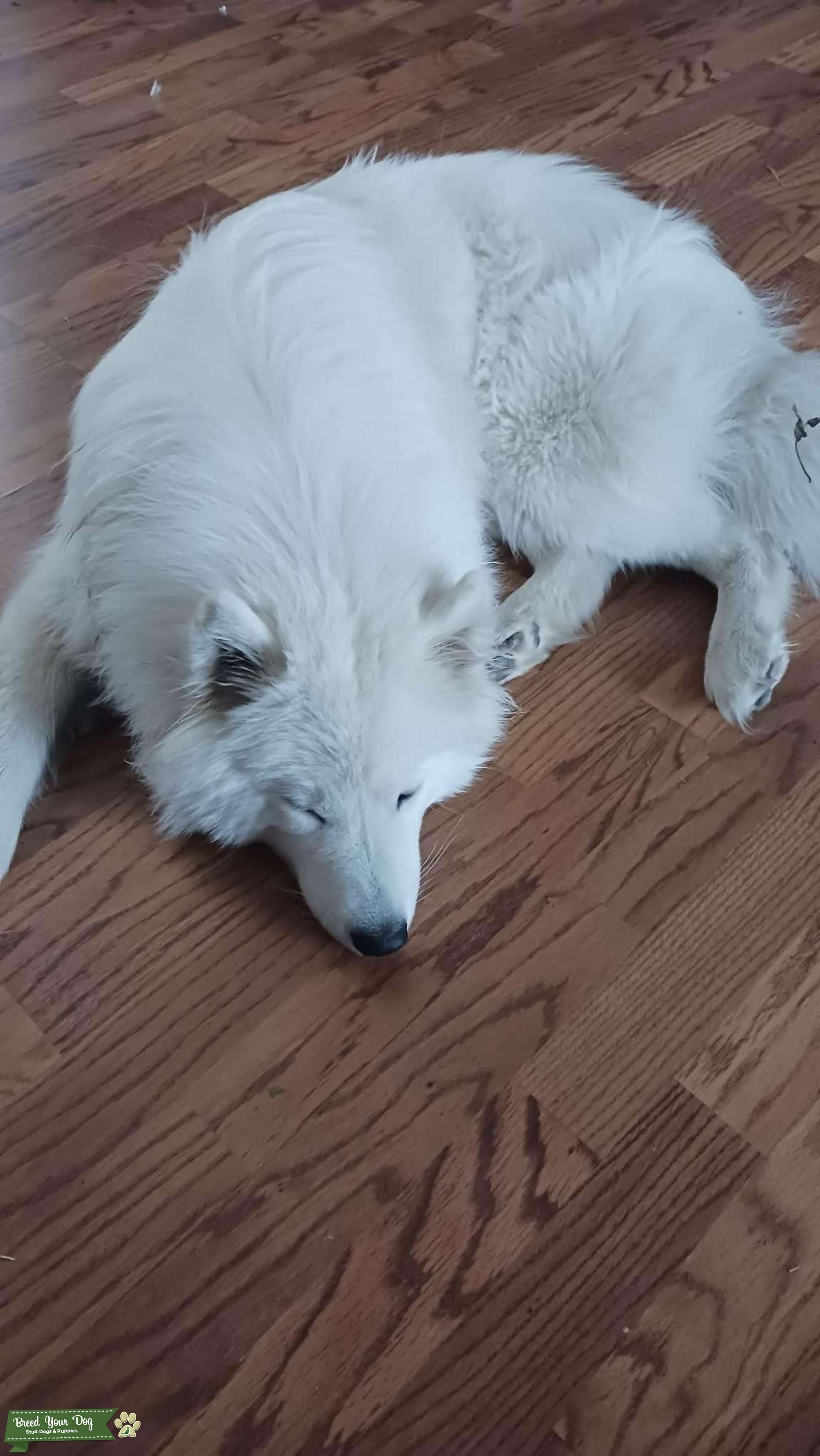 Purebred Female Samoyed - Stud Dog Fort worth - Breed Your Dog