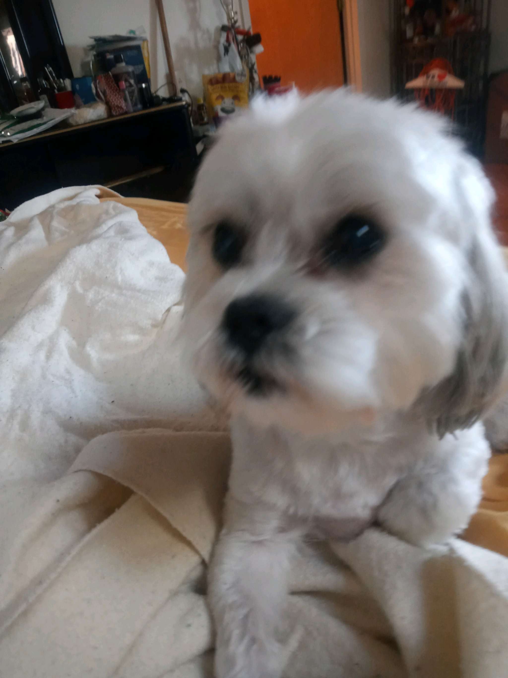 Looking for Love White w/Beige Shih Tzu & Maltese - Stud Dog in ...