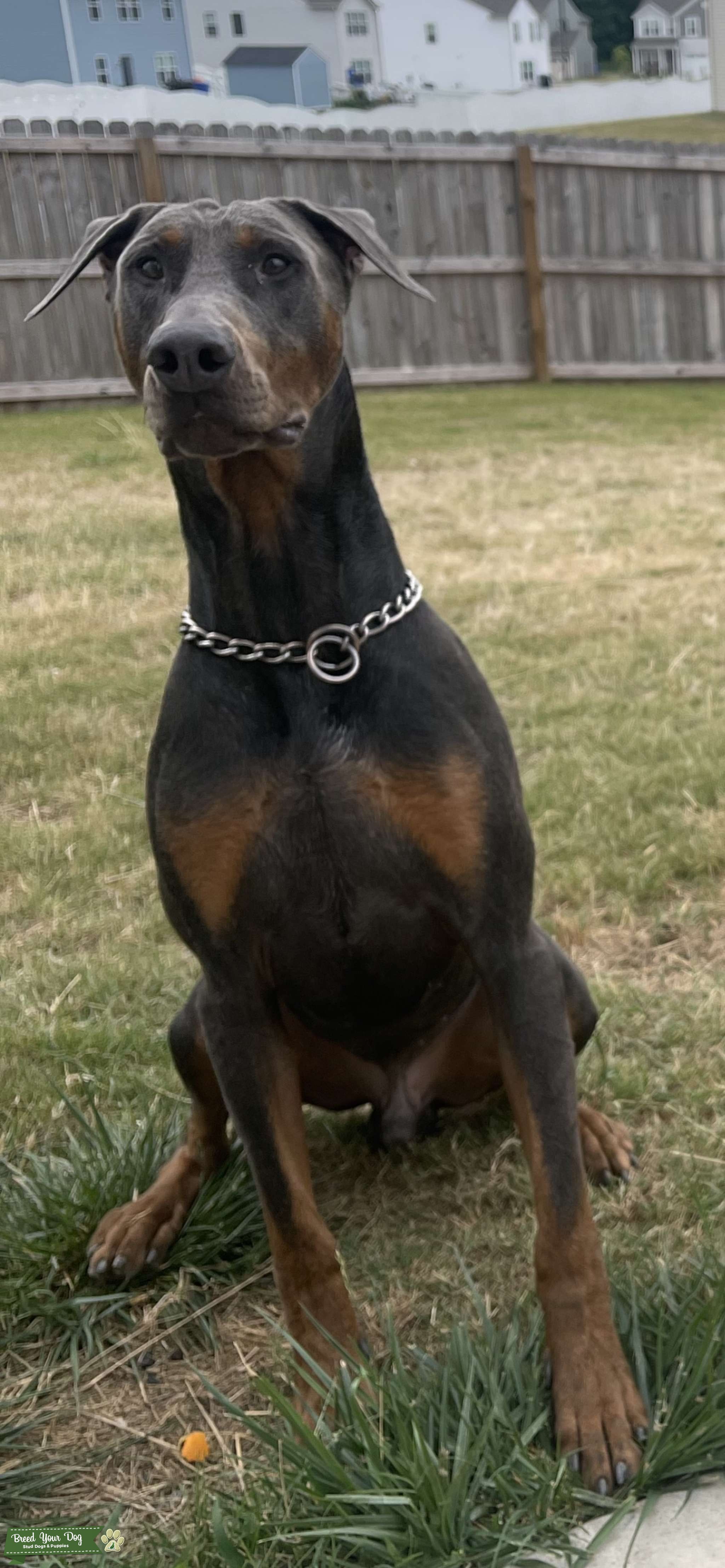 Doberman Pinscher for Stud - Stud Dog in Charlotte NC , United States ...