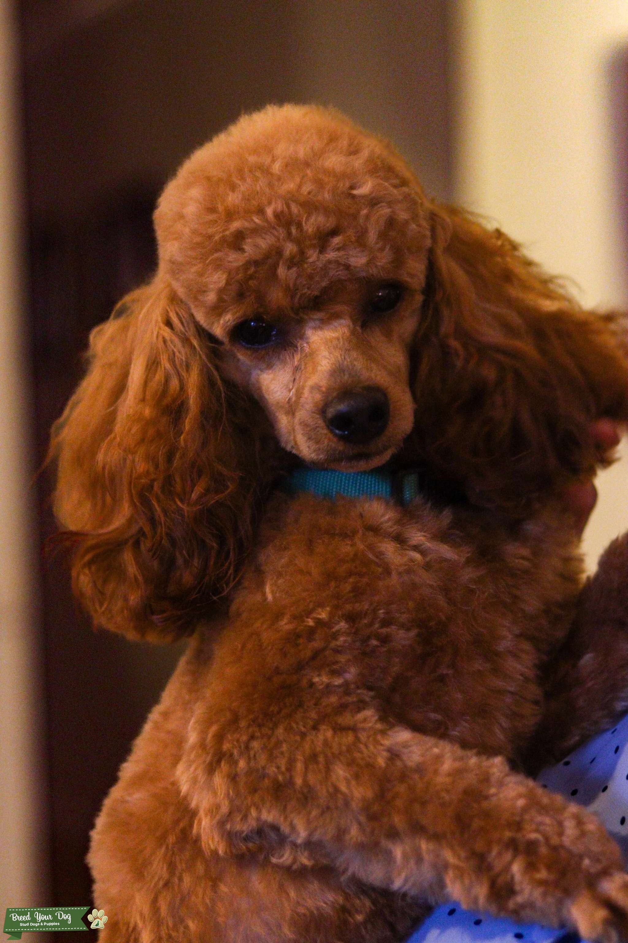 Red Miniature Poodle - Champion Bloodlines -AKC Registered - Stud Dog ...