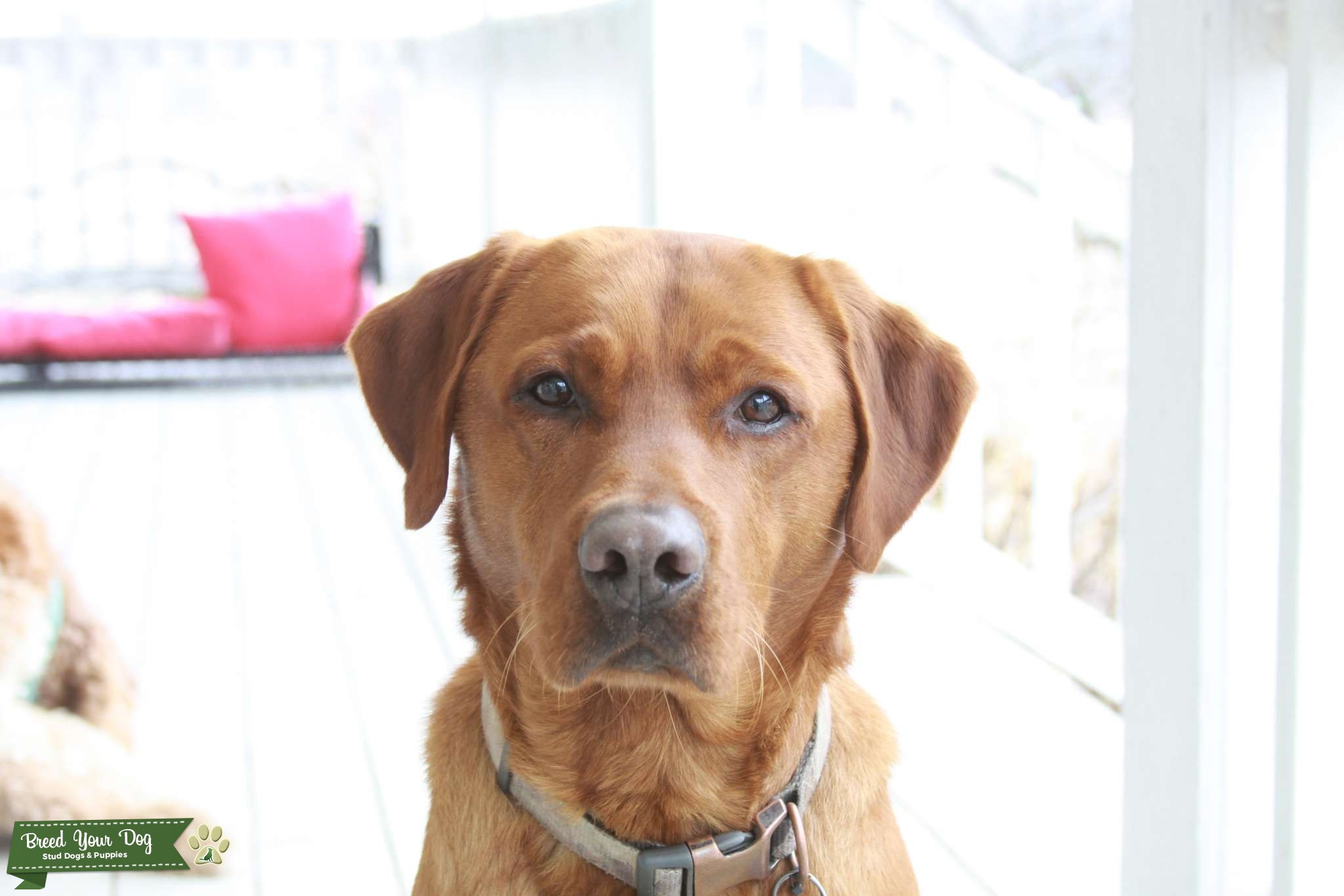 Fox Red Labrador Retriever - Stud Dog in Michigan, the United States ...