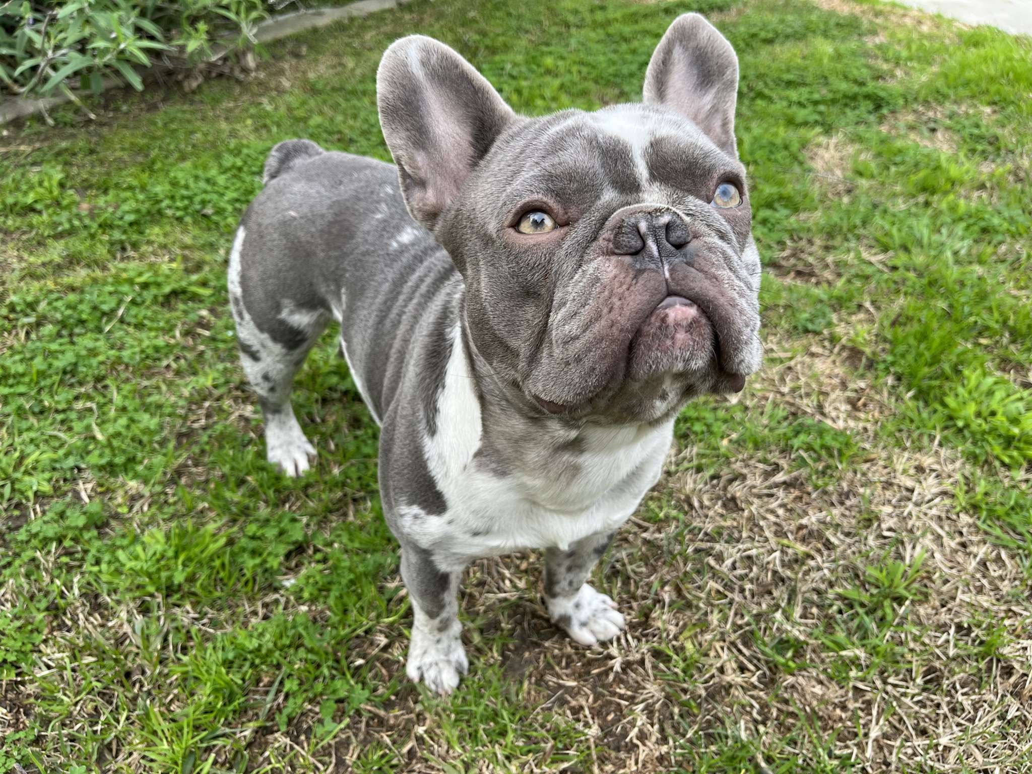 Male Lilac Merle French Bulldog - Stud Dog in Los Angeles, United ...