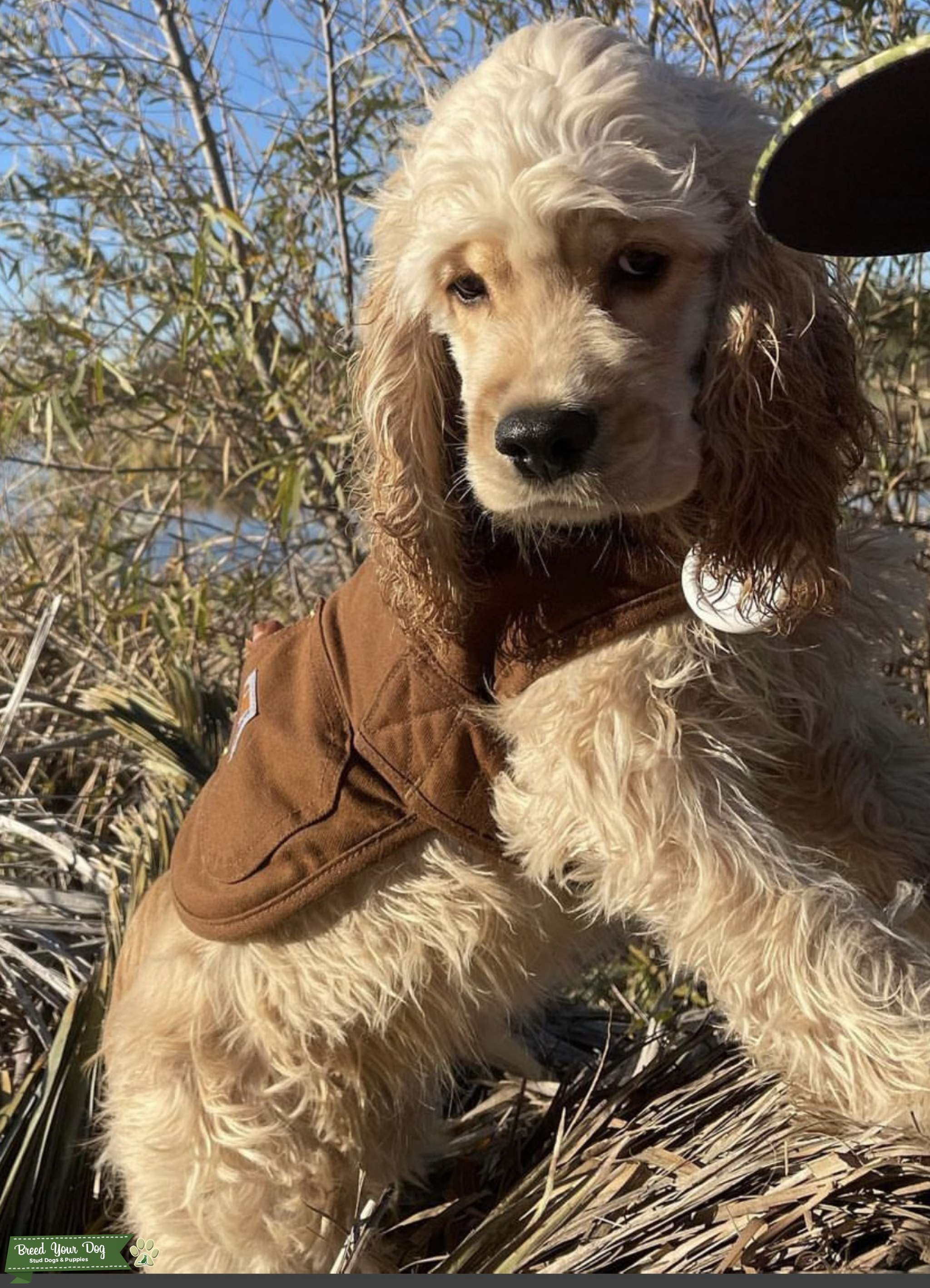 Cocker Spaniel Stud - Stud Dog in Sacramento , the United States ...