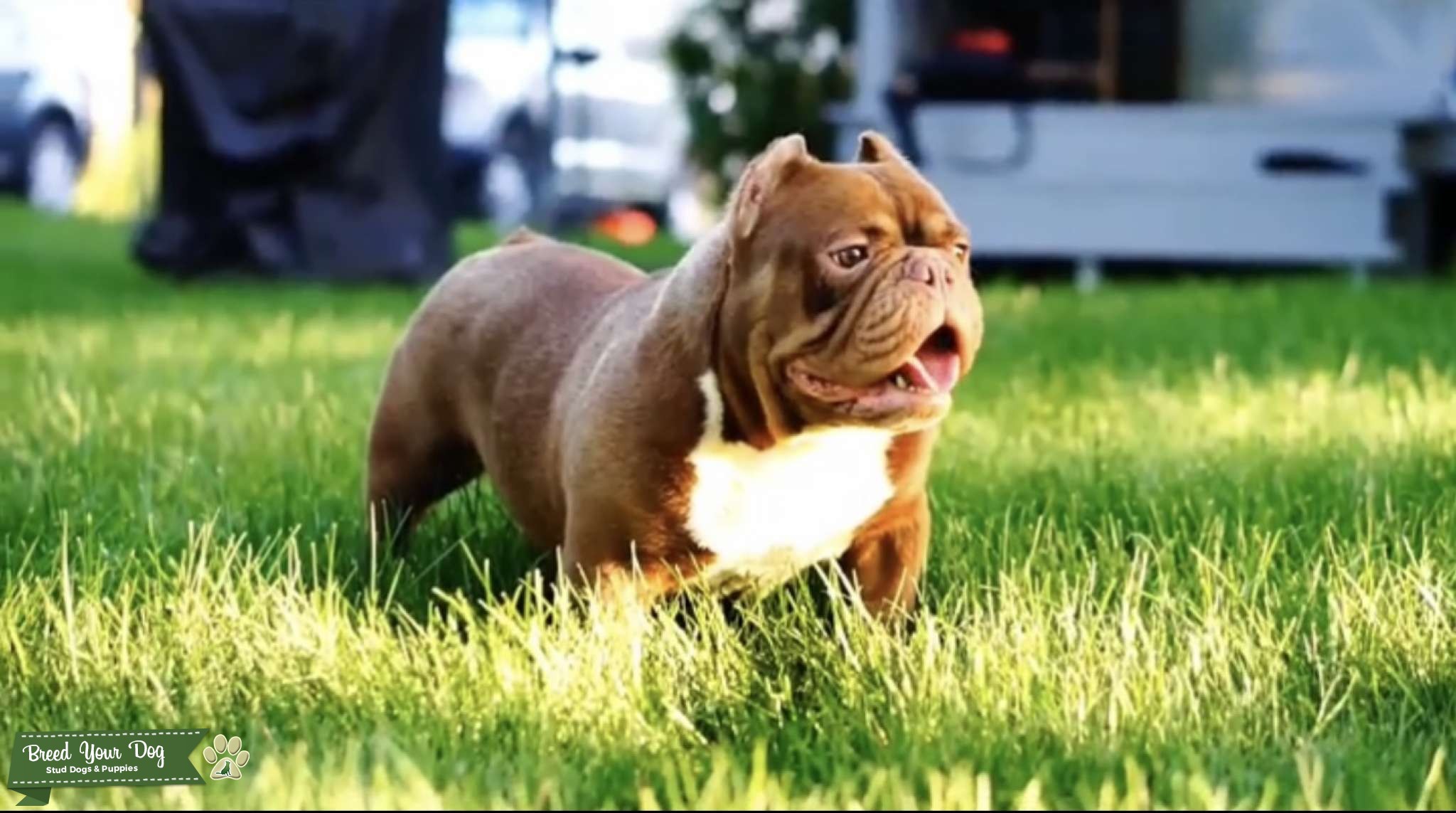 Chocolate micro American bully - Stud Dog in PA, the United States ...