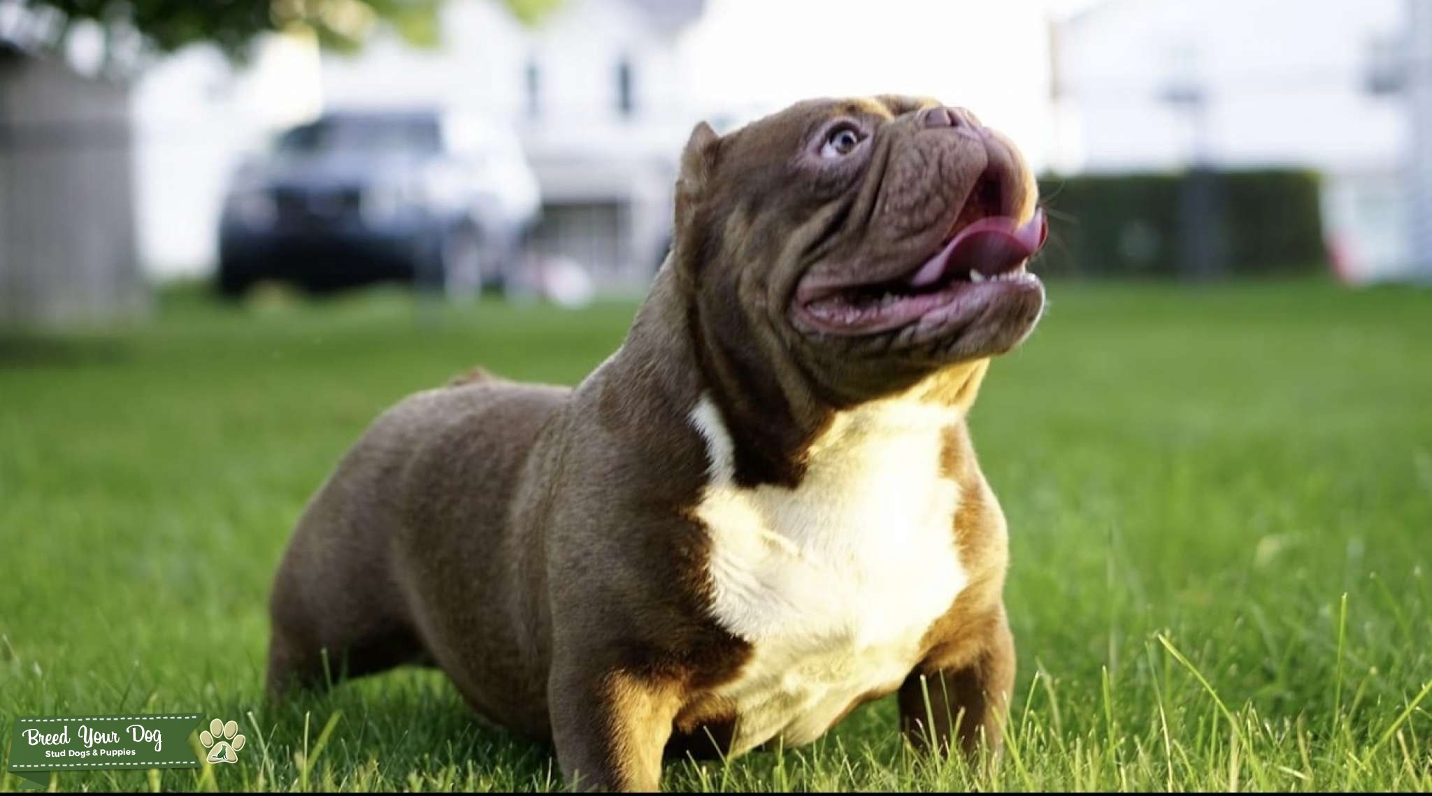 Chocolate micro American bully - Stud Dog in PA, the United States ...