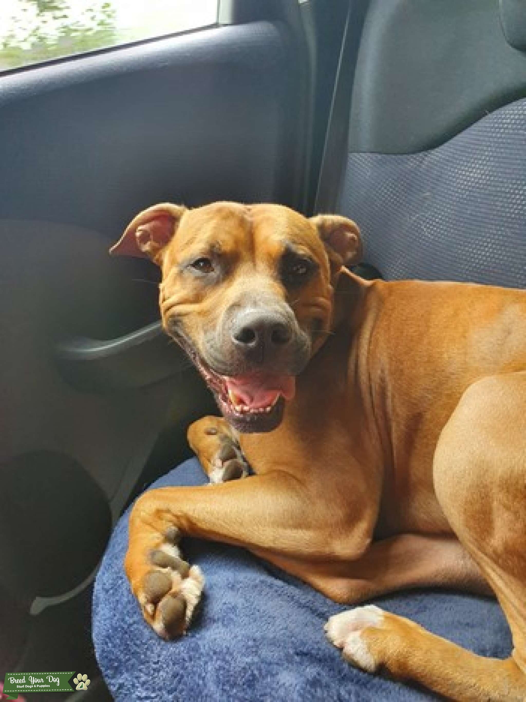 Staff x Bull mastiff - Stud Dog in gwent, the United States | Breed ...