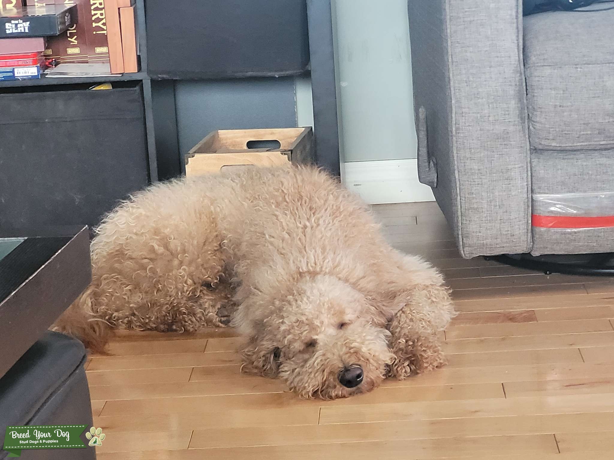 Goldendoodle - Stud Dog in Haldimand , the United States | Breed Your Dog