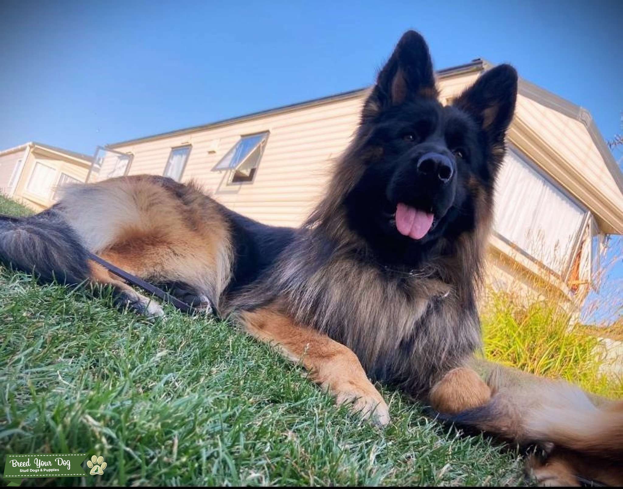 German Sheperd Stud Dog - Stud Dog in NewportGwent, United States ...