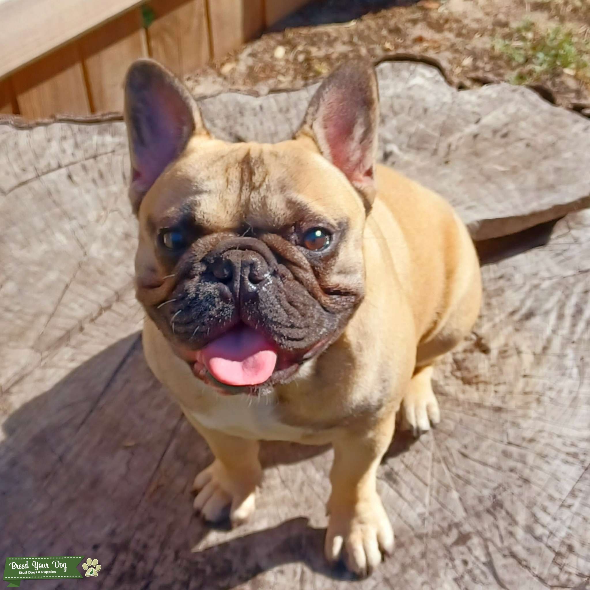 Fawn French Bulldog - Stud Dog in Florida , the United States | Breed ...