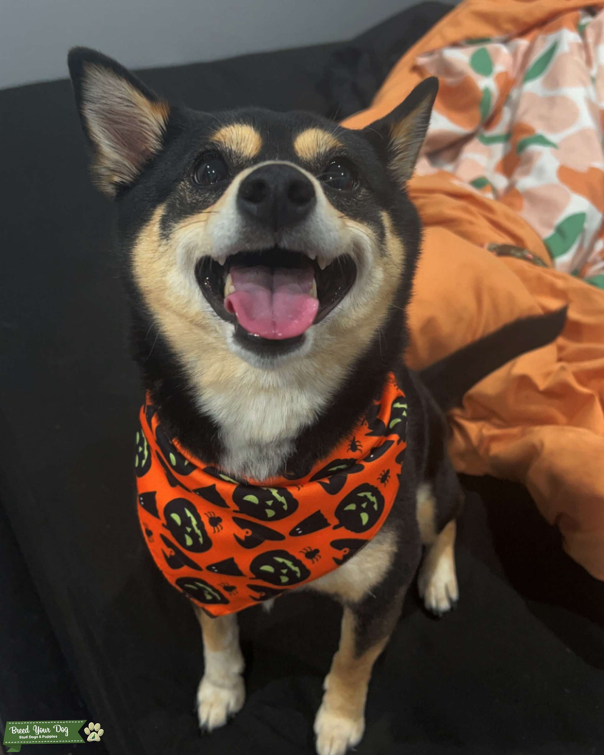 Pinto Shiba Inu - Stud Dog in Southern California , Switzerland | Breed ...