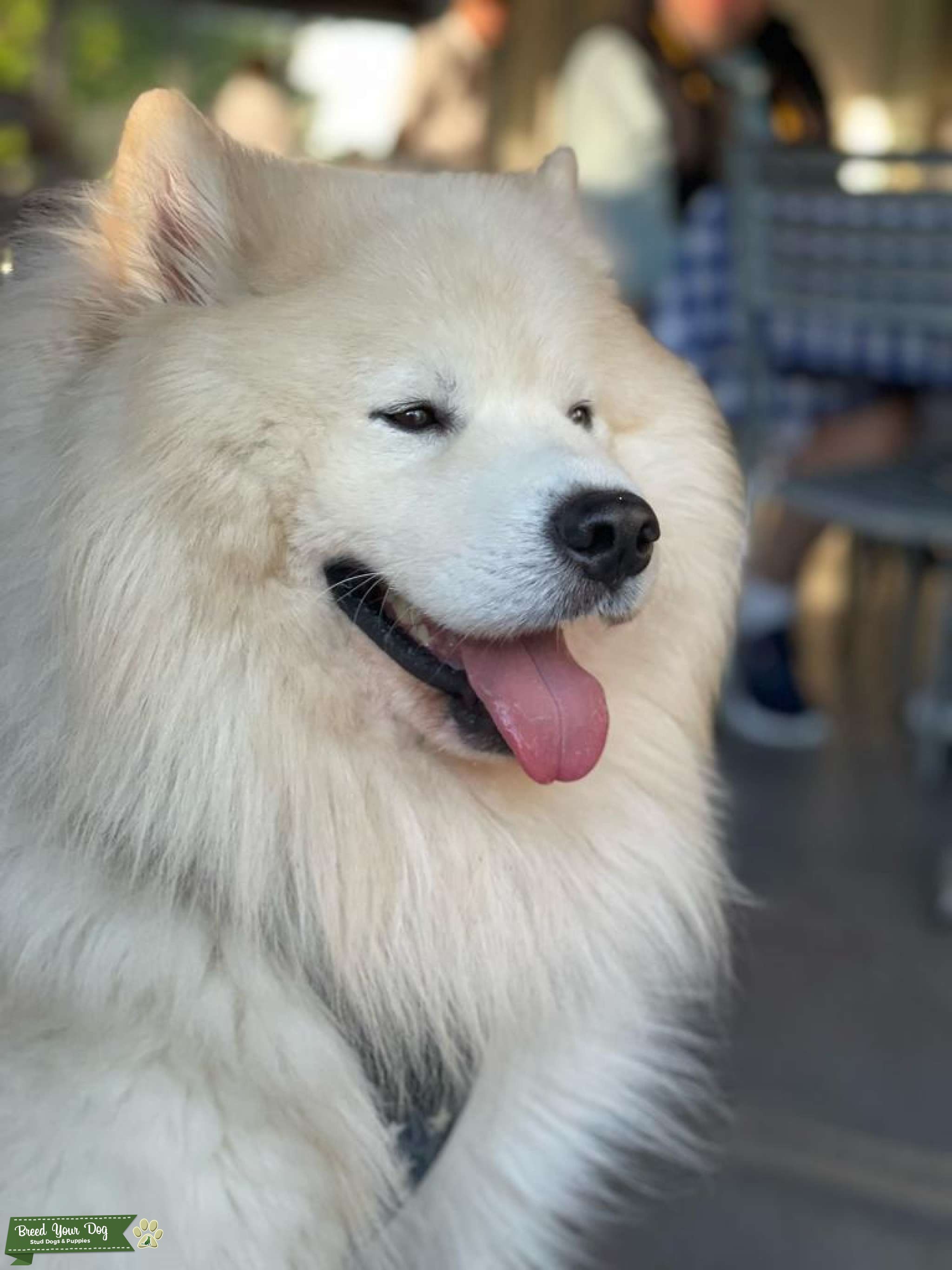 White Samoyed - Stud Dog in Fort Lauderdale, the United States | Breed ...